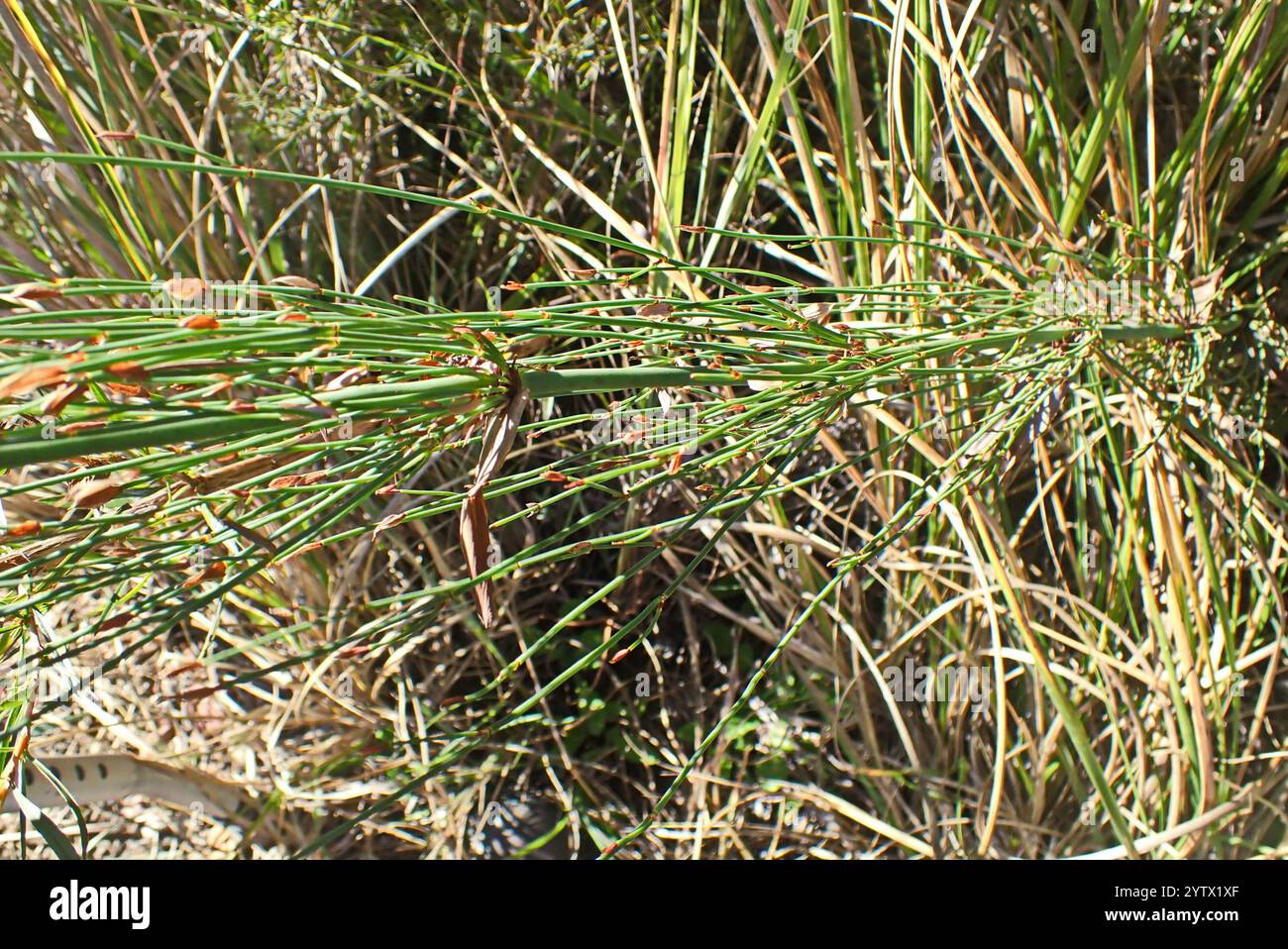 Reed broom hi-res stock photography and images - Alamy