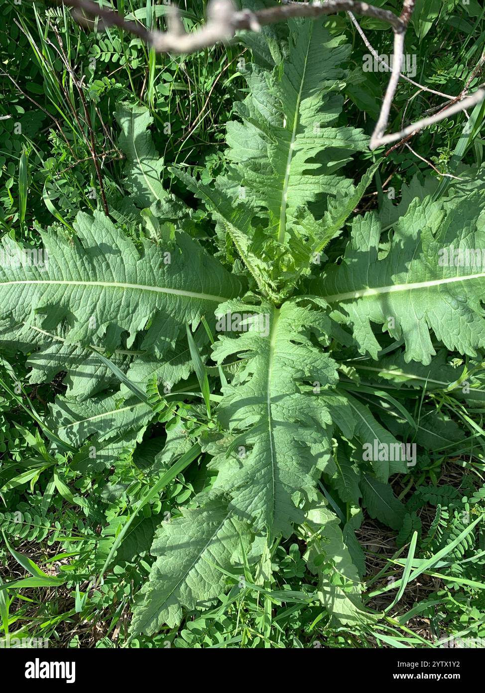 cutleaf teasel (Dipsacus laciniatus Stock Photo - Alamy