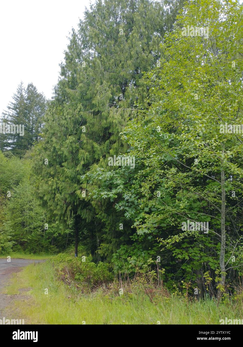 Red Alder (Alnus rubra Stock Photo - Alamy