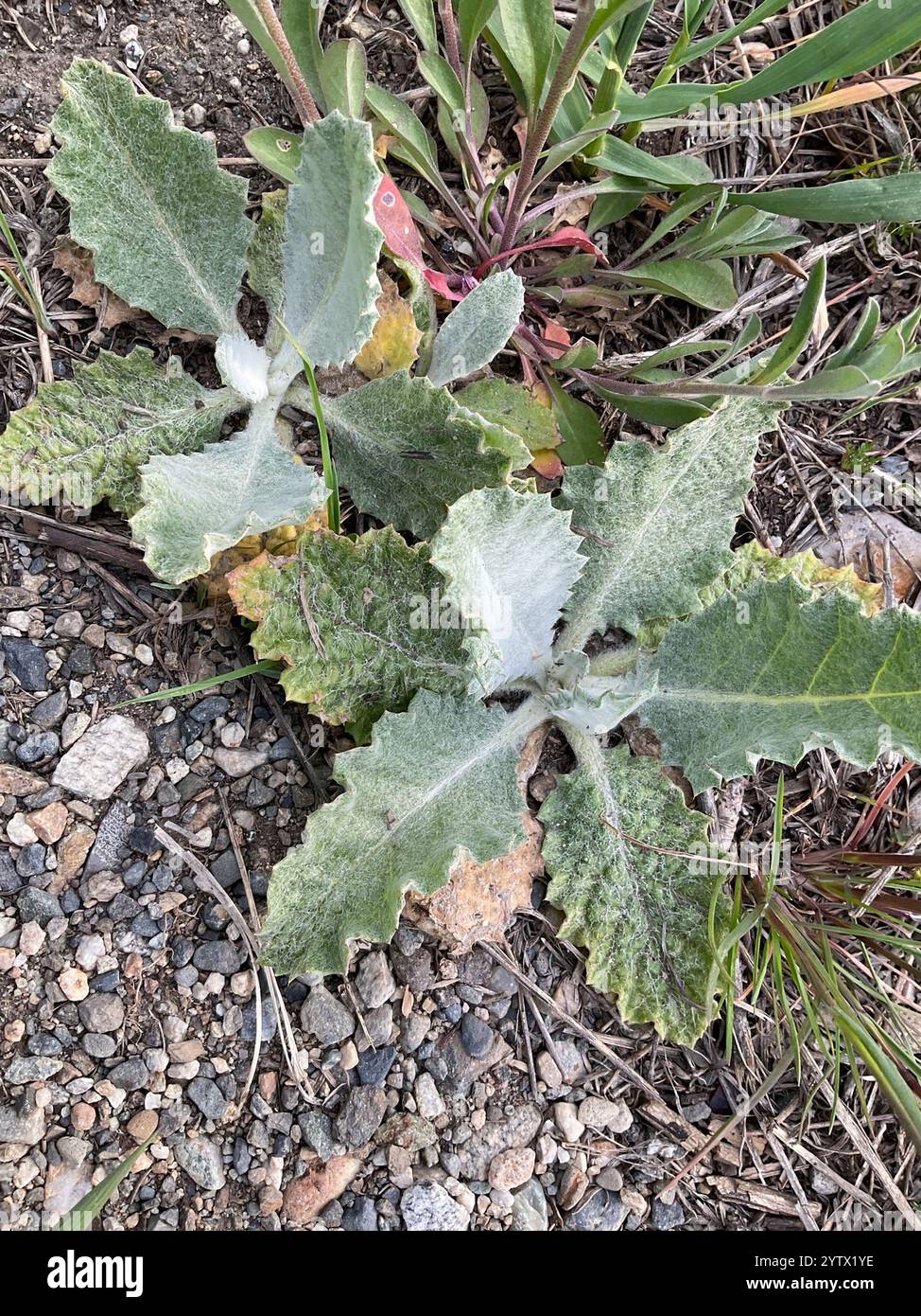 cotton thistle (Onopordum acanthium Stock Photo - Alamy