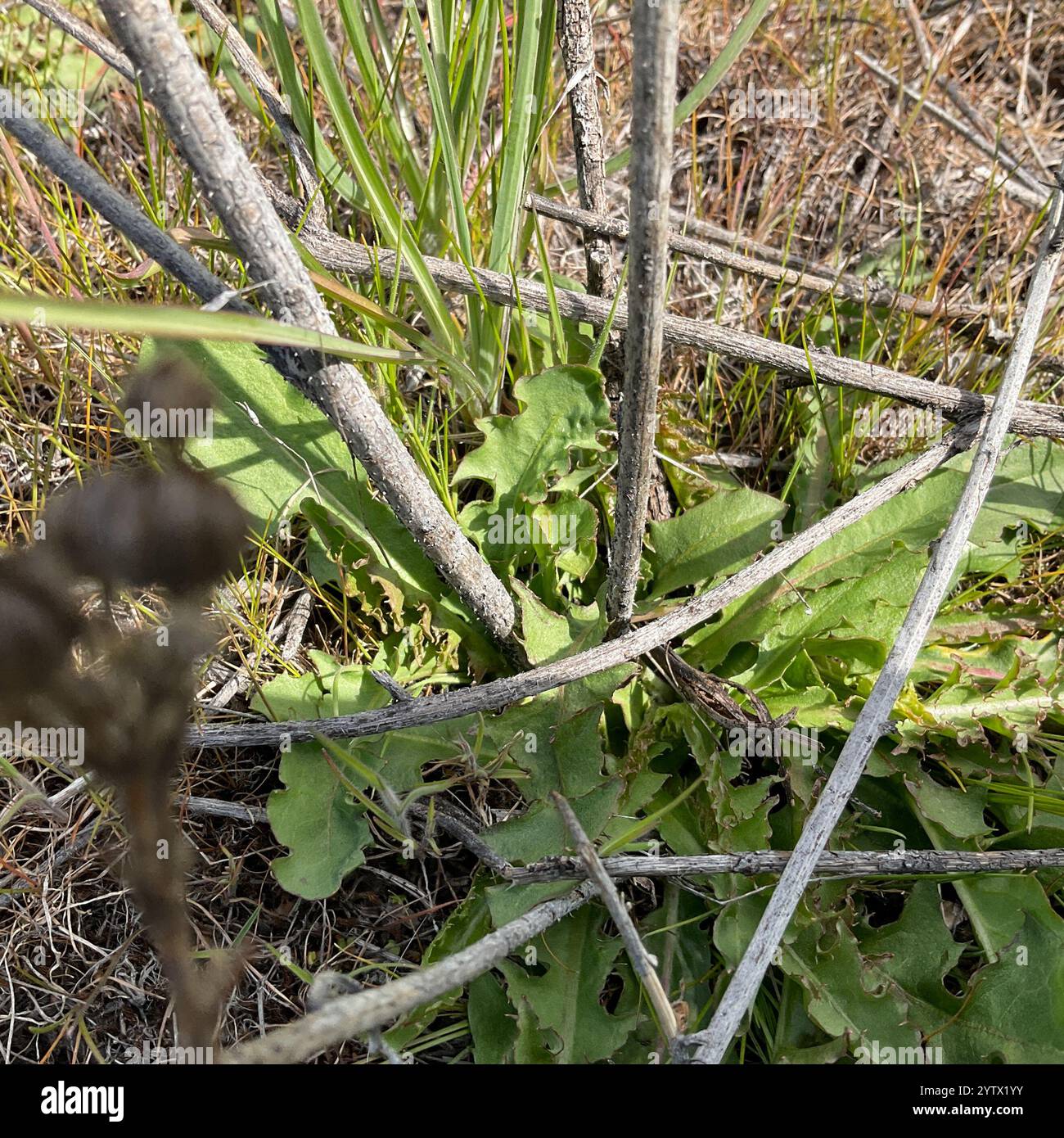 Rush Skeletonweed (Chondrilla juncea Stock Photo - Alamy