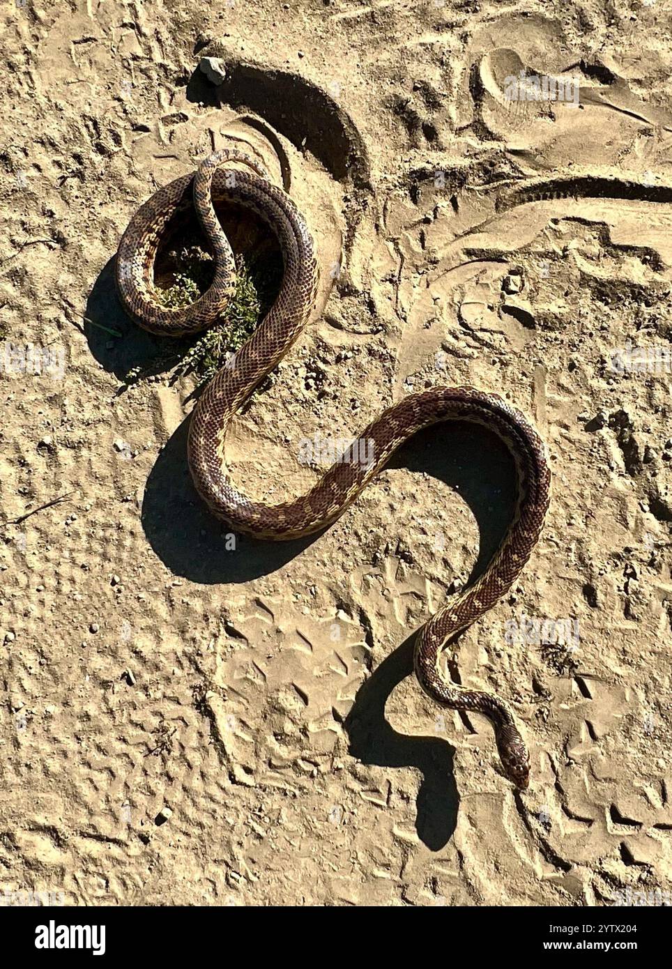 Pacific Gopher Snake (Pituophis catenifer catenifer Stock Photo - Alamy