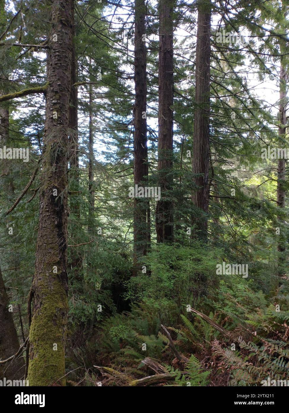 coast redwood (Sequoia sempervirens Stock Photo - Alamy
