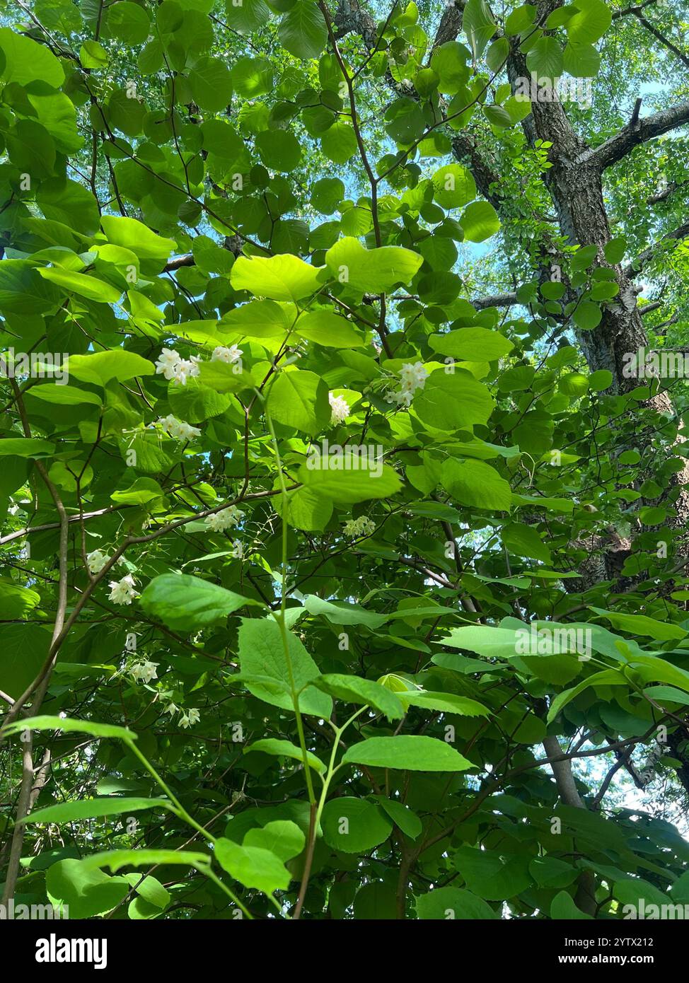 mountain silverbell (Halesia tetraptera Stock Photo - Alamy