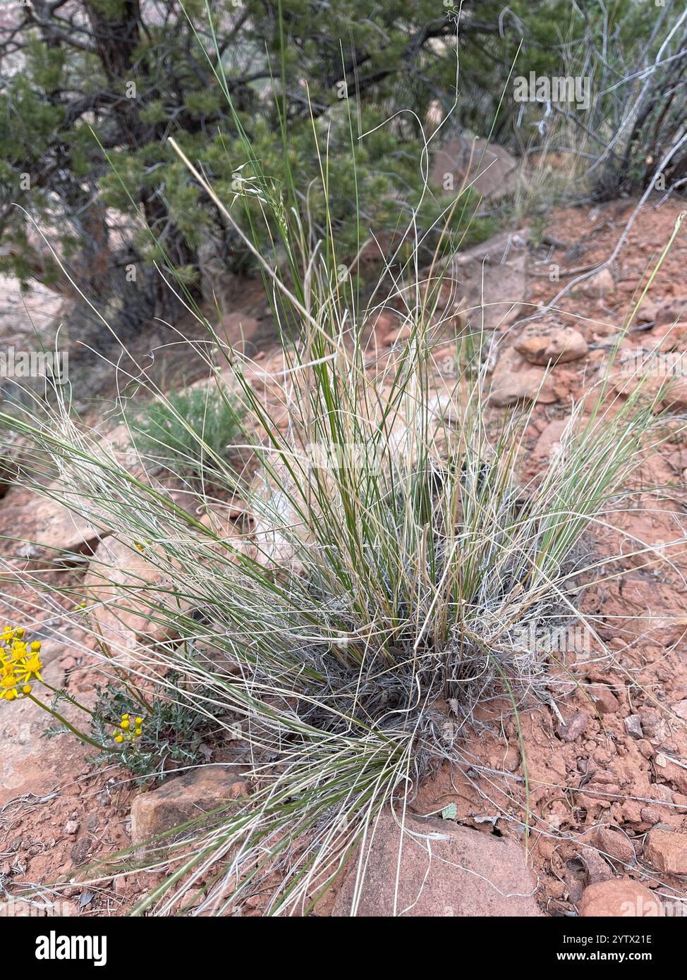 Sand Ricegrass (Eriocoma hymenoides Stock Photo - Alamy