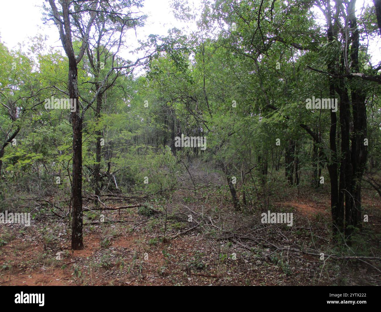 tamboti (Spirostachys africana Stock Photo - Alamy