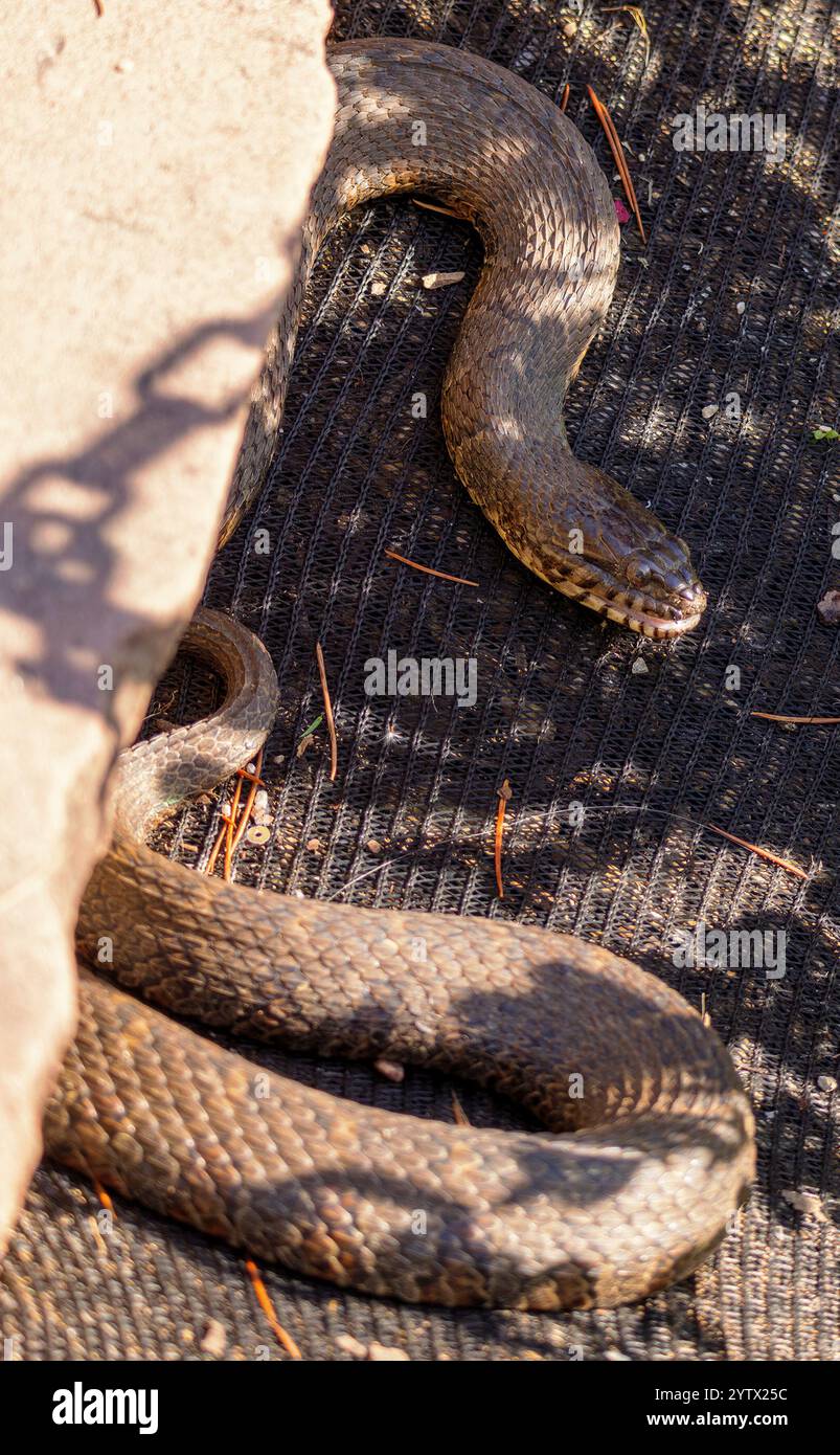 Northern Watersnake (Nerodia sipedon sipedon Stock Photo - Alamy