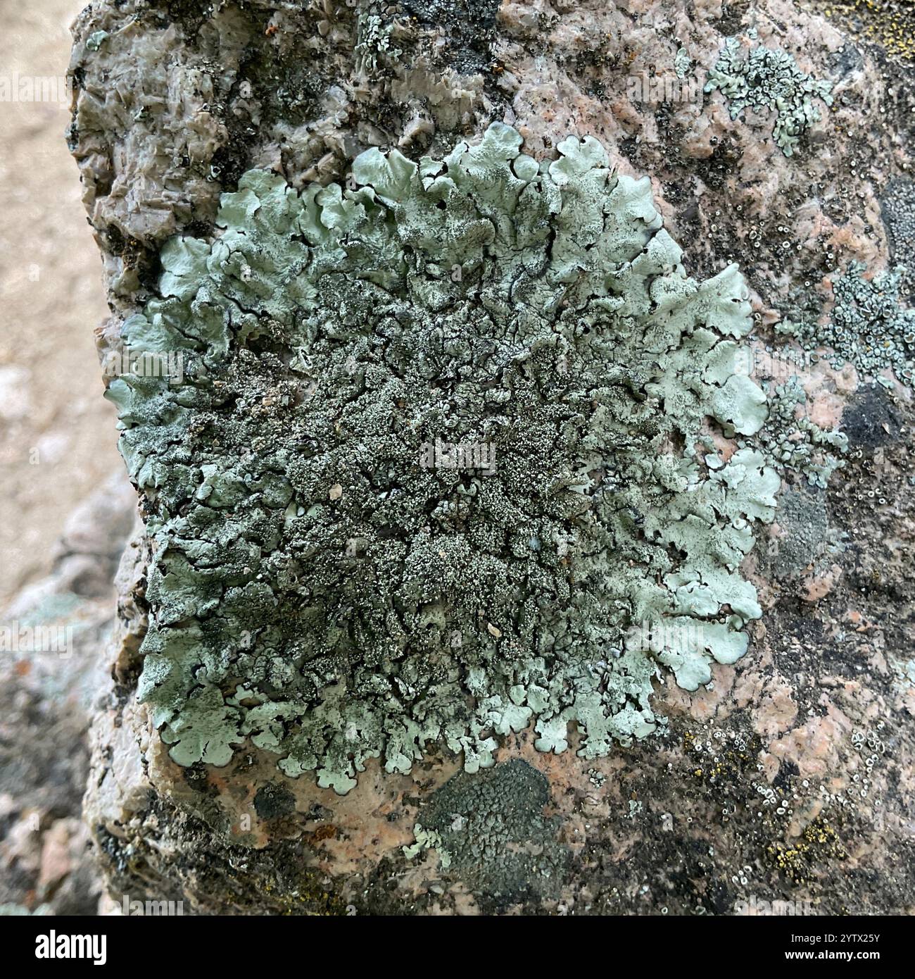 rock shield lichens (Xanthoparmelia Stock Photo - Alamy