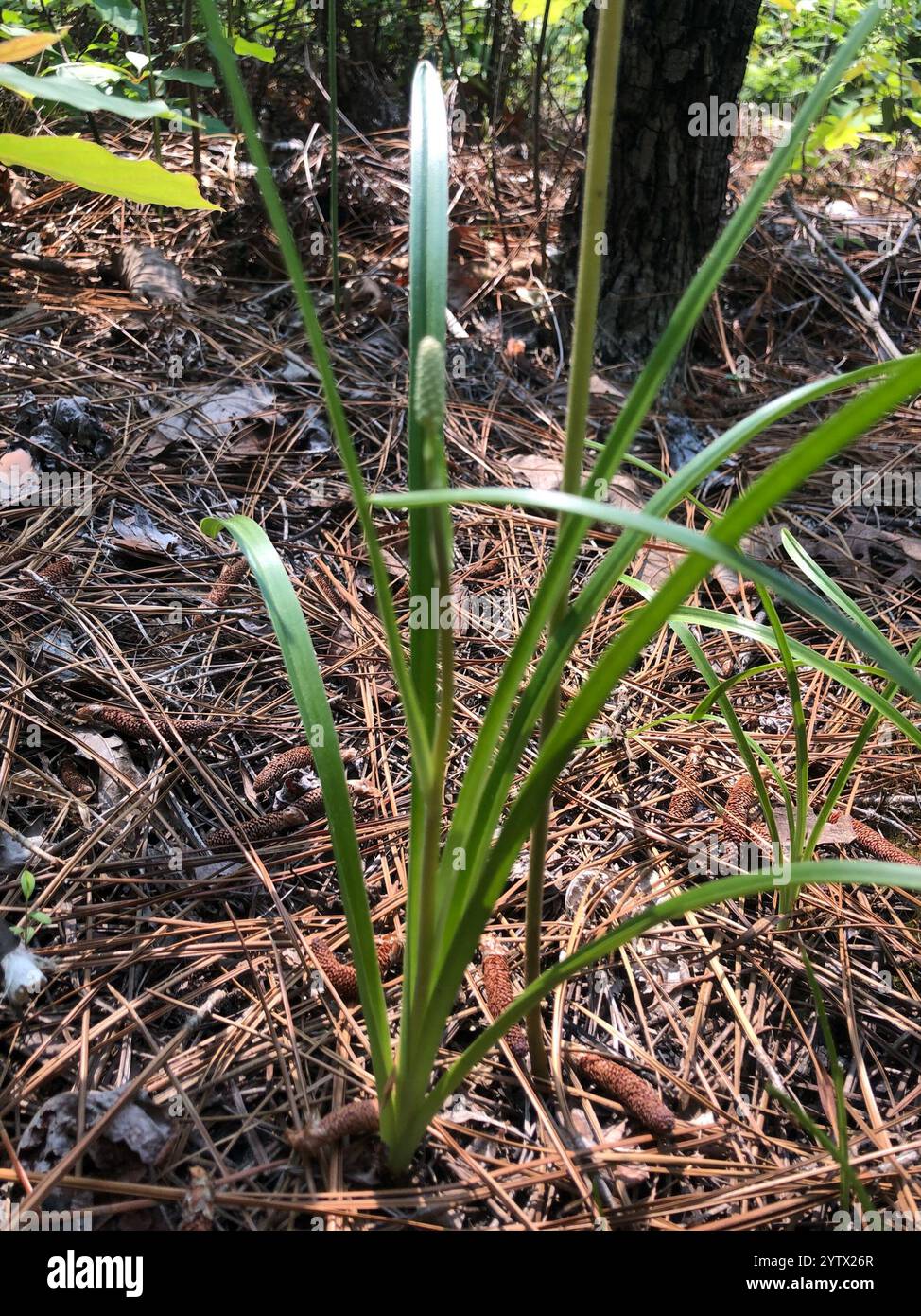 fly poison (Amianthium muscitoxicum Stock Photo - Alamy