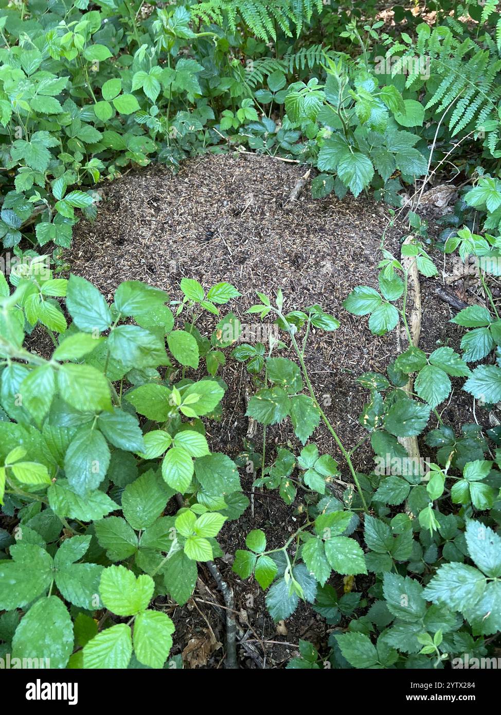 Wood, Mound, and Field Ants (Formica Stock Photo - Alamy