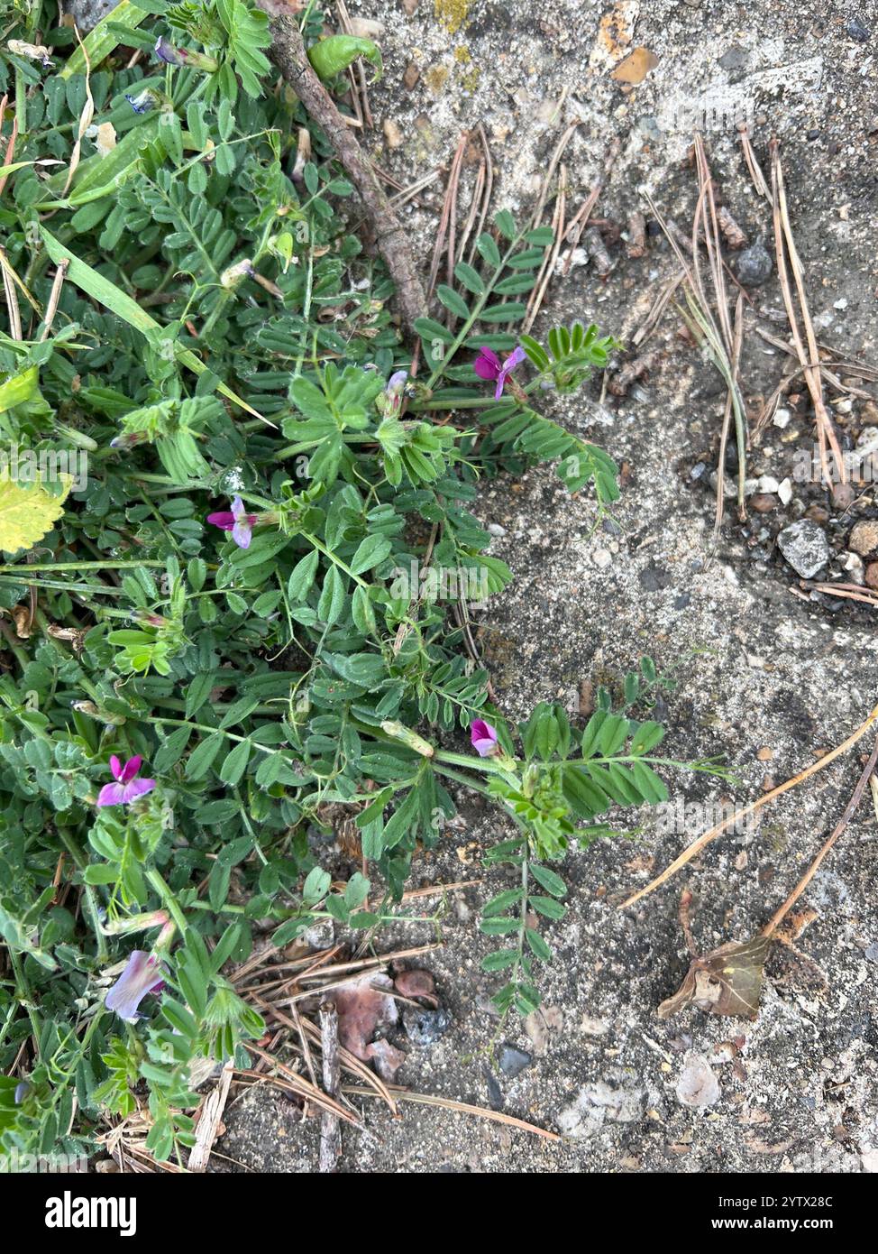 Common Vetch (Vicia sativa Stock Photo - Alamy