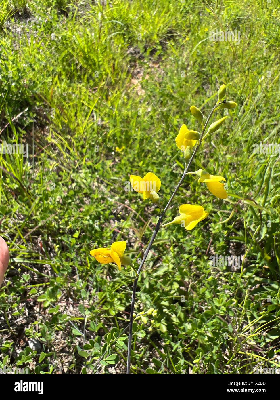 eastern wild indigo (Baptisia tinctoria Stock Photo - Alamy