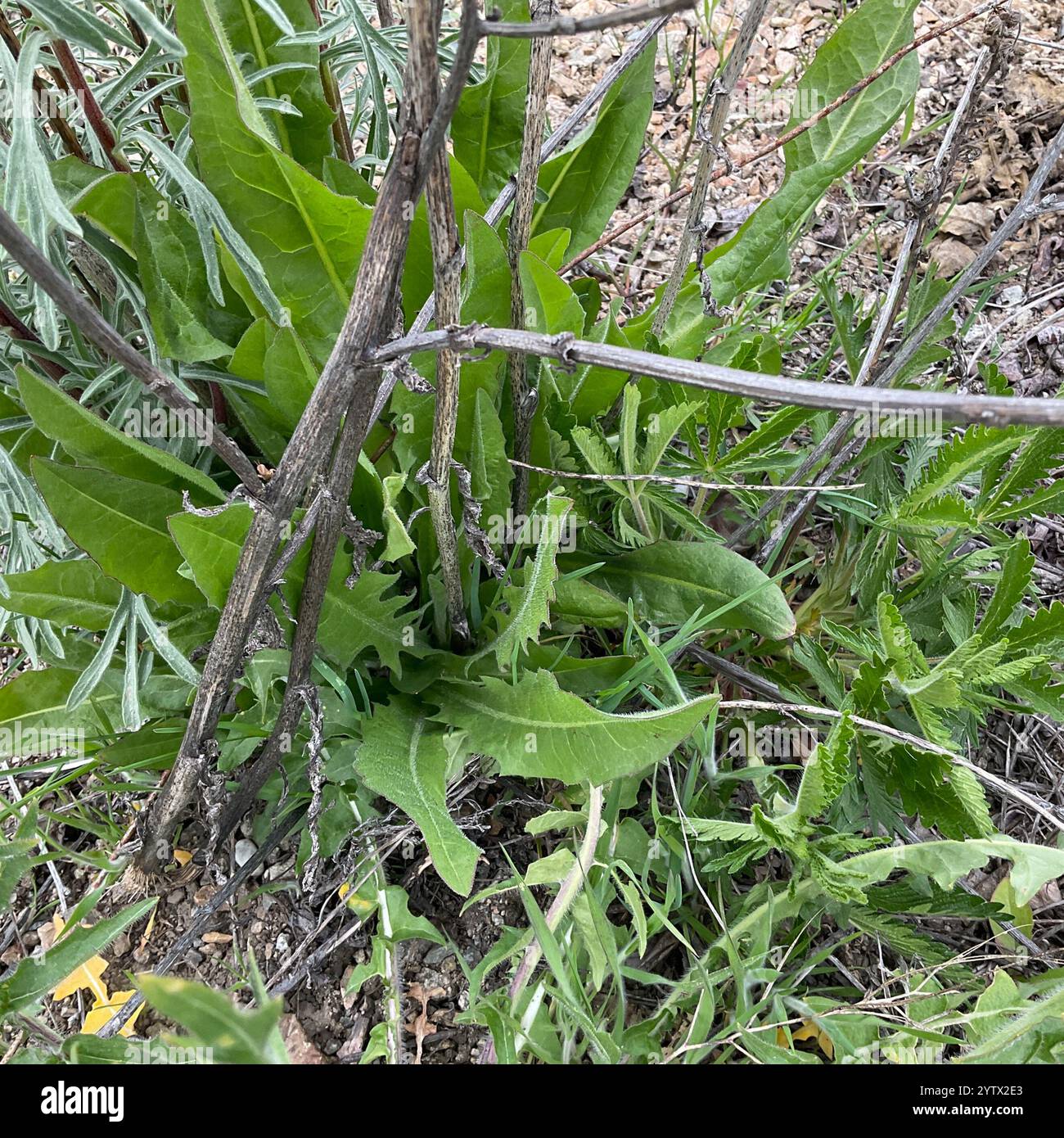 Rush Skeletonweed (Chondrilla juncea Stock Photo - Alamy