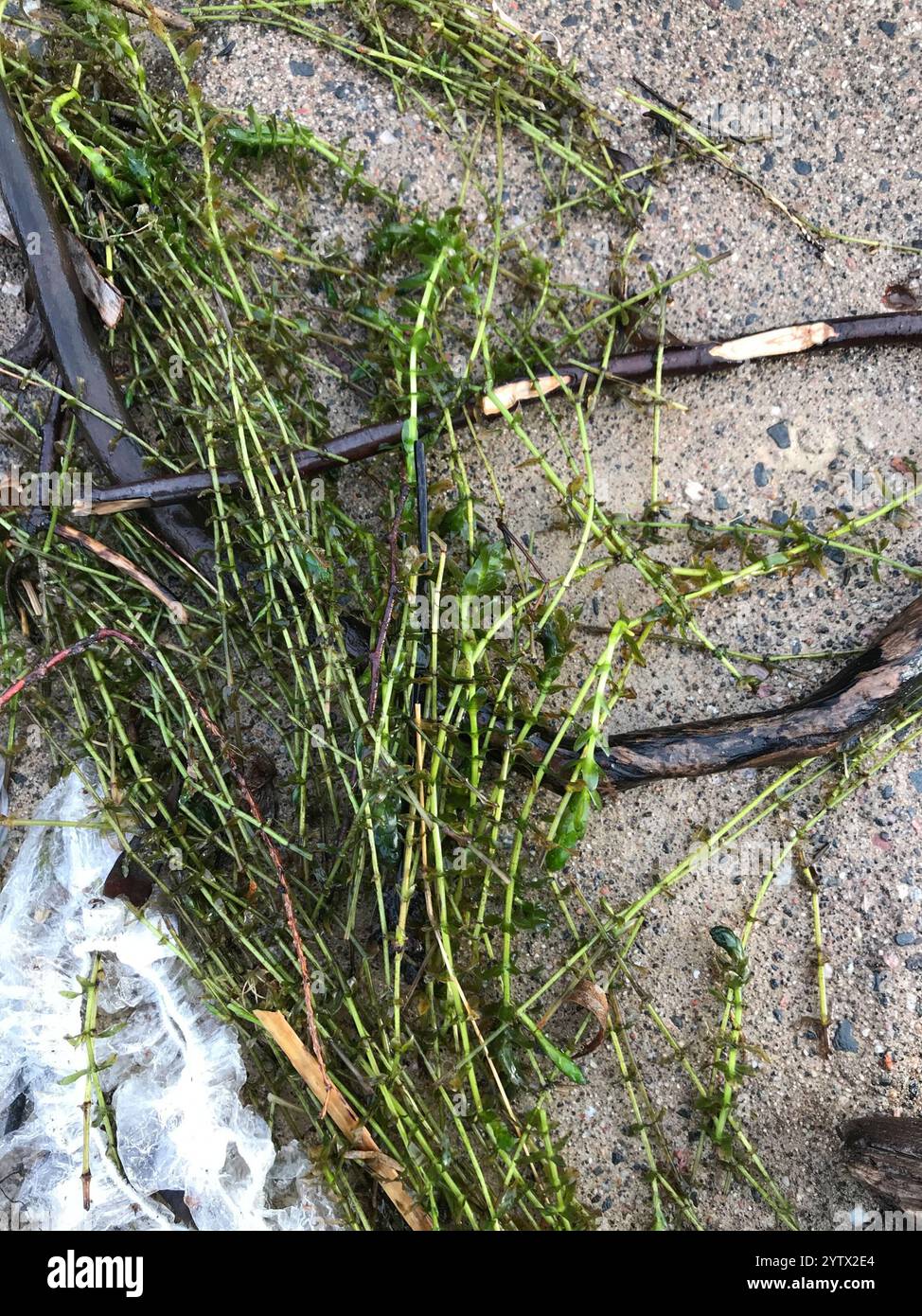 Canadian Waterweed (Elodea canadensis Stock Photo - Alamy