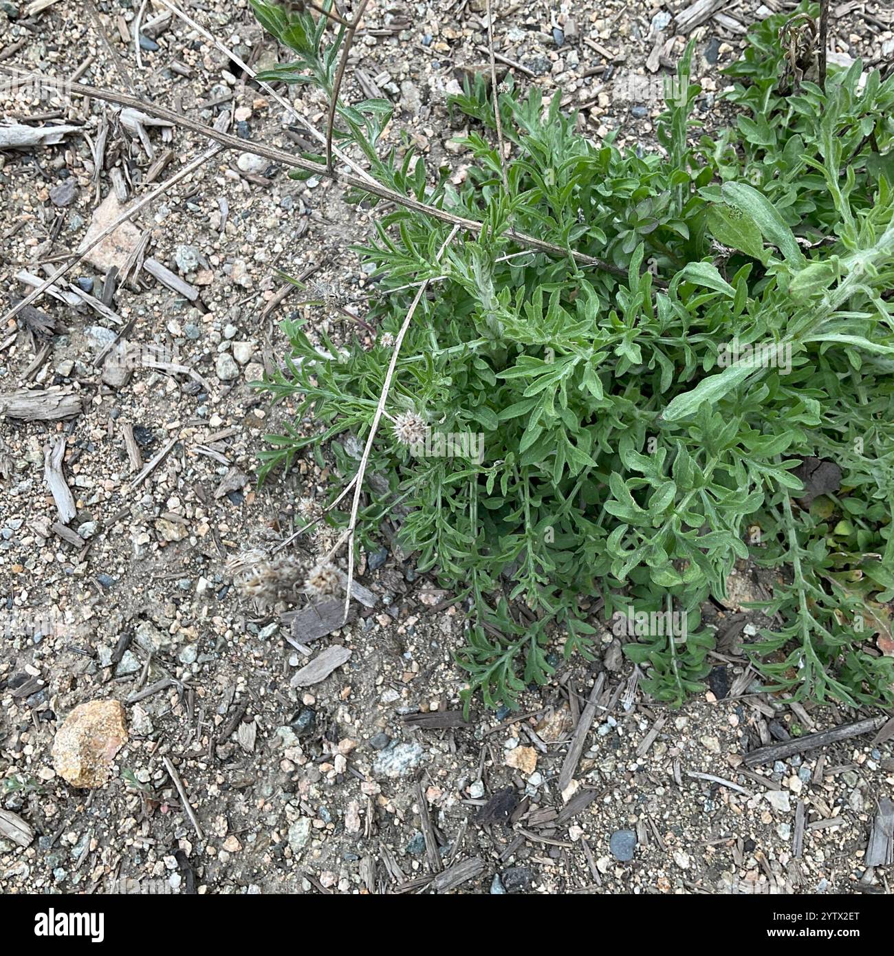 diffuse knapweed (Centaurea diffusa Stock Photo - Alamy