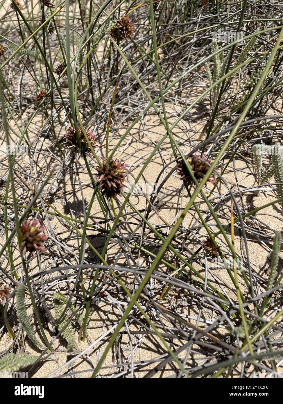 salt rush (Juncus breweri Stock Photo - Alamy