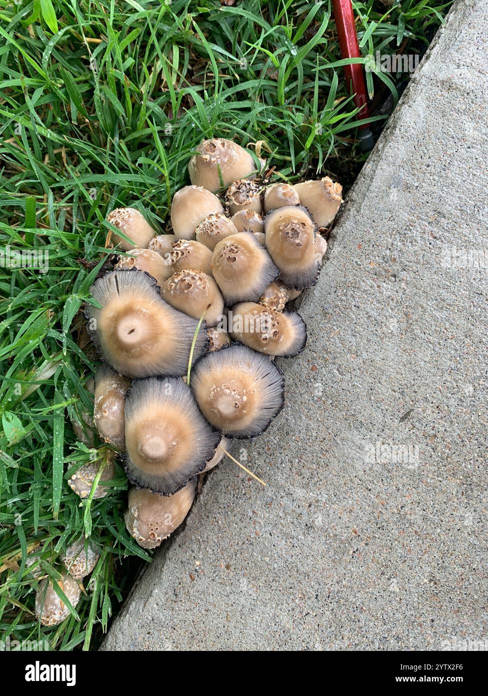 scaly ink cap (Coprinopsis variegata Stock Photo - Alamy