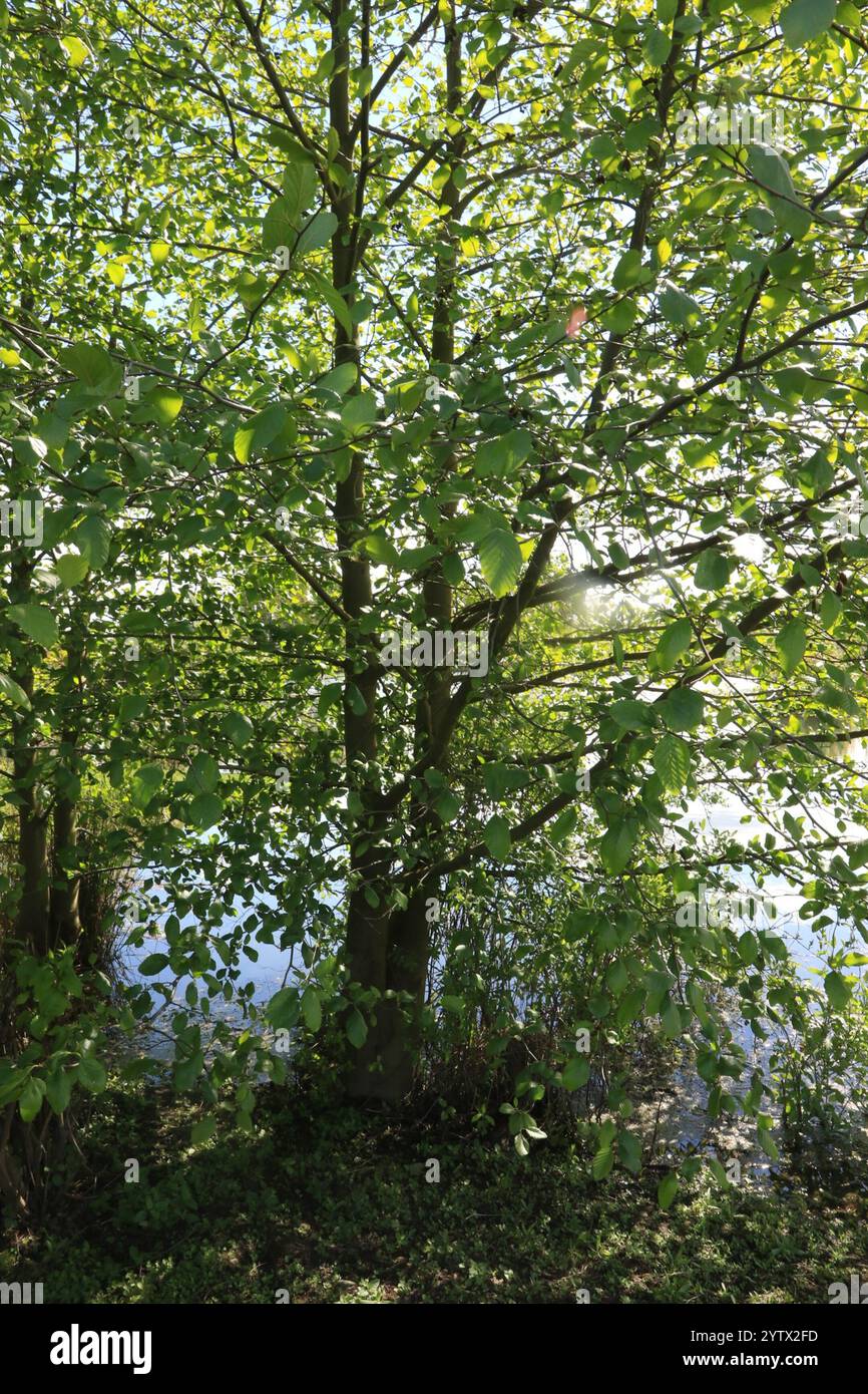 white alder (Alnus rhombifolia Stock Photo - Alamy