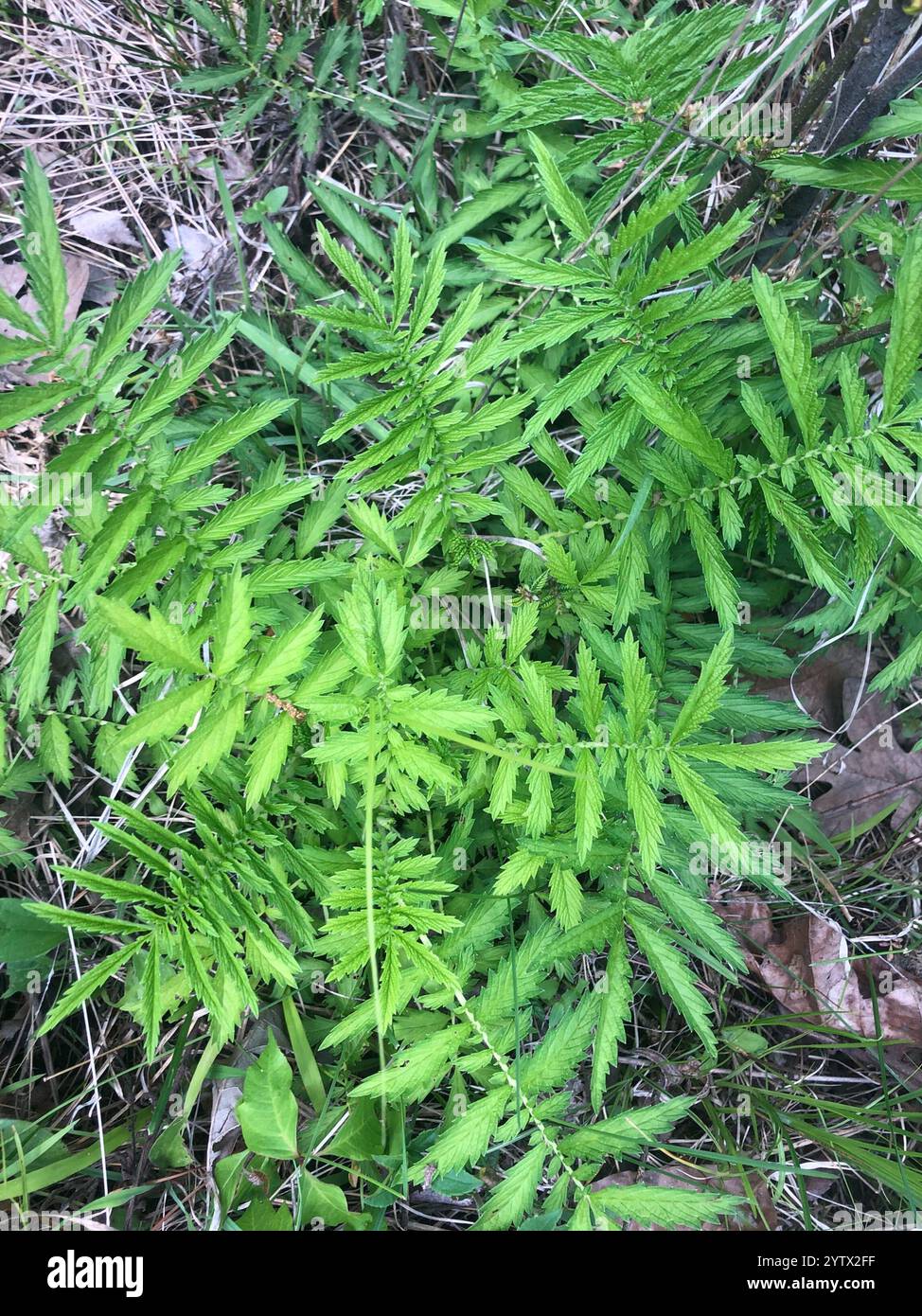 swamp agrimony (Agrimonia parviflora Stock Photo - Alamy