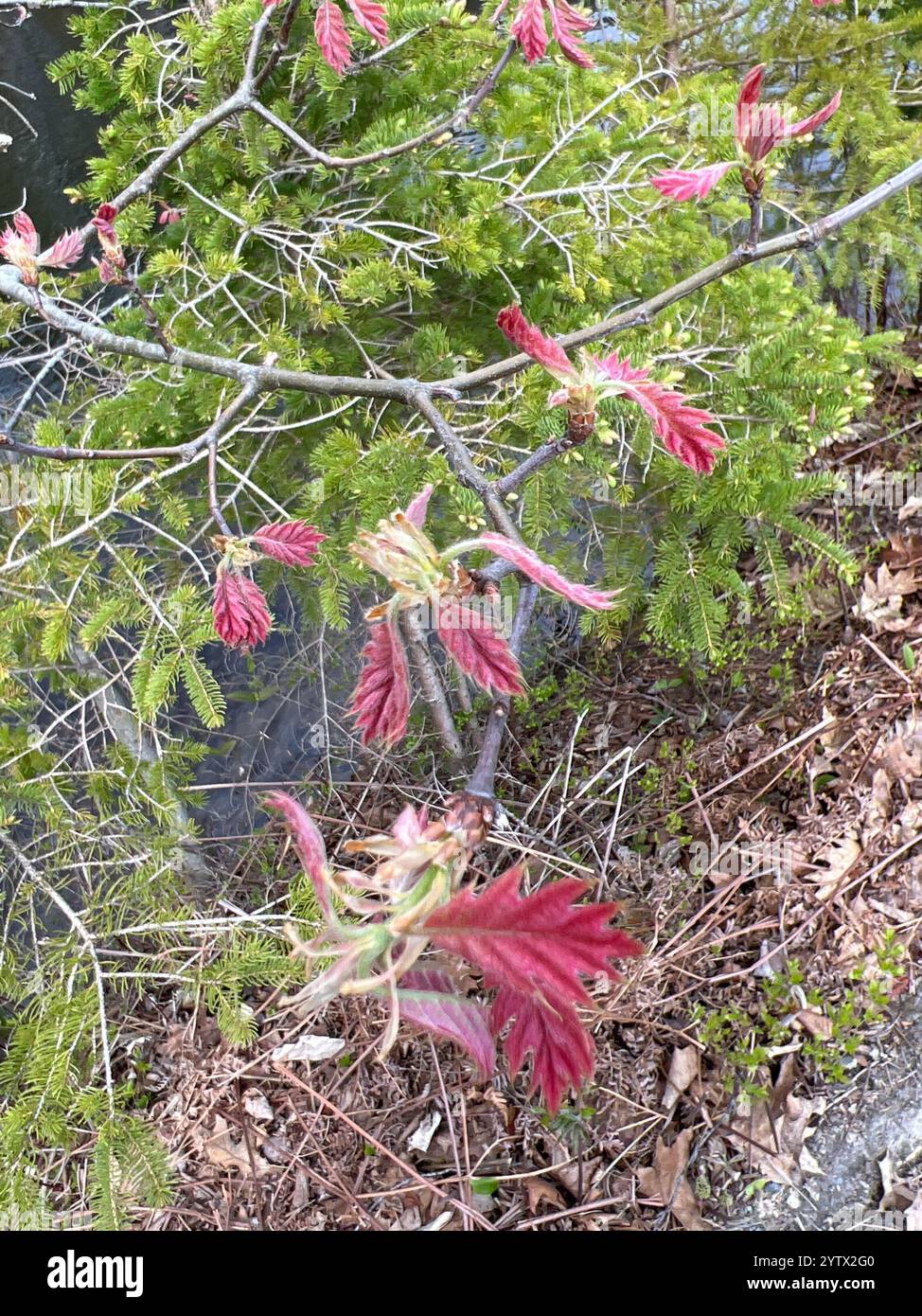 northern red oak (Quercus rubra Stock Photo - Alamy