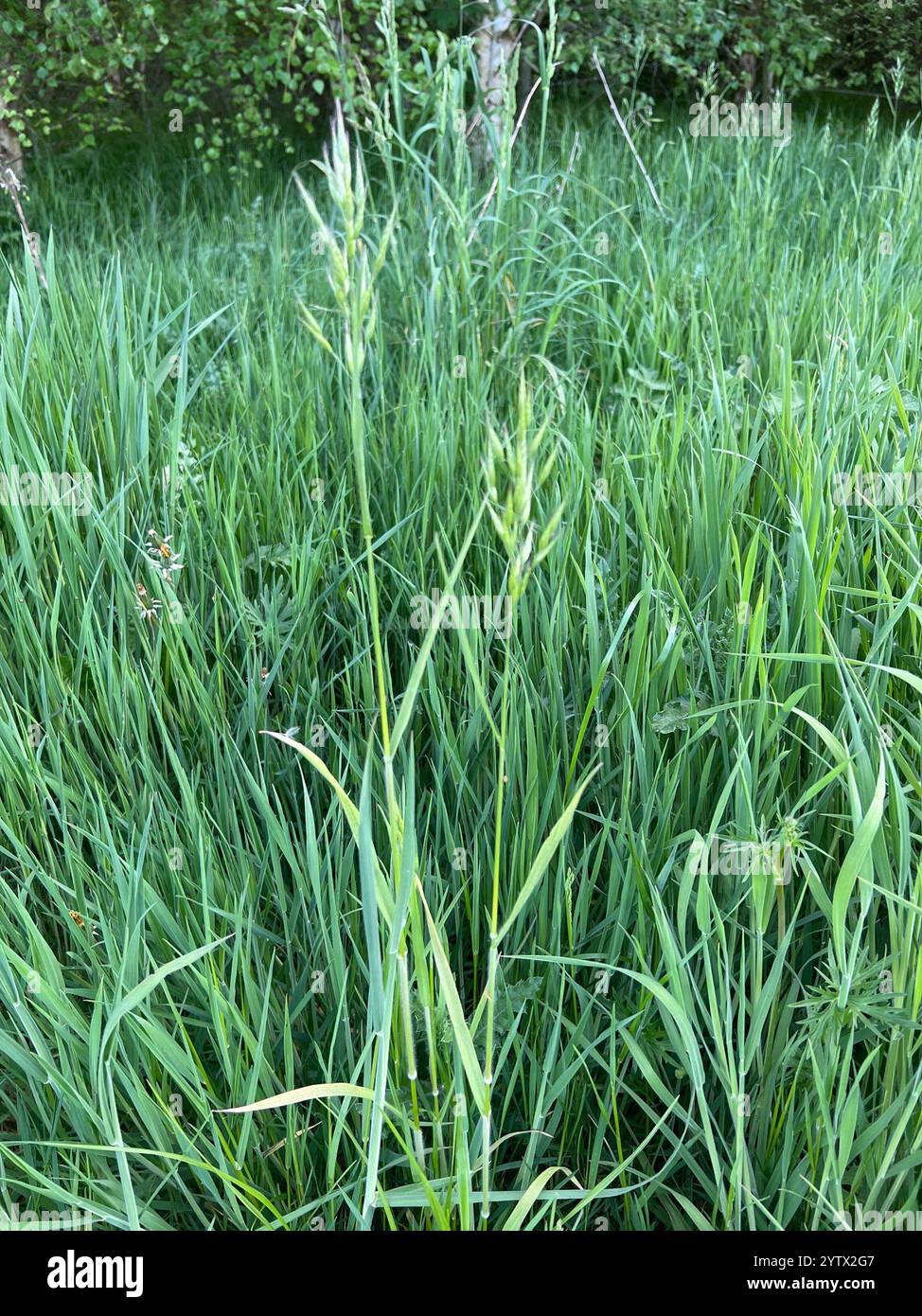 common soft brome (Bromus hordeaceus Stock Photo - Alamy