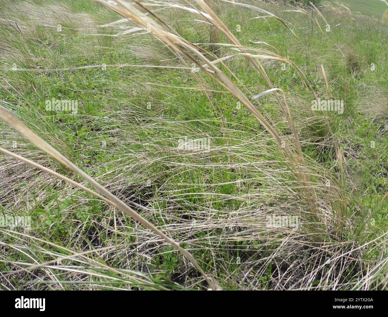 Dwarf Feather Grass (Stipa capillata Stock Photo - Alamy