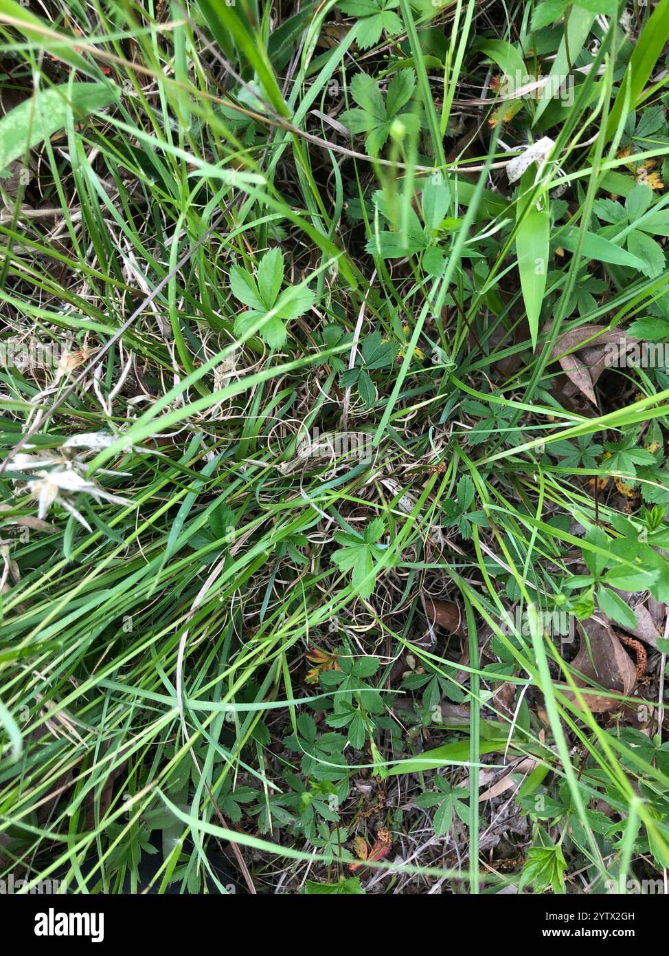 silky oat-grass (Danthonia sericea Stock Photo - Alamy