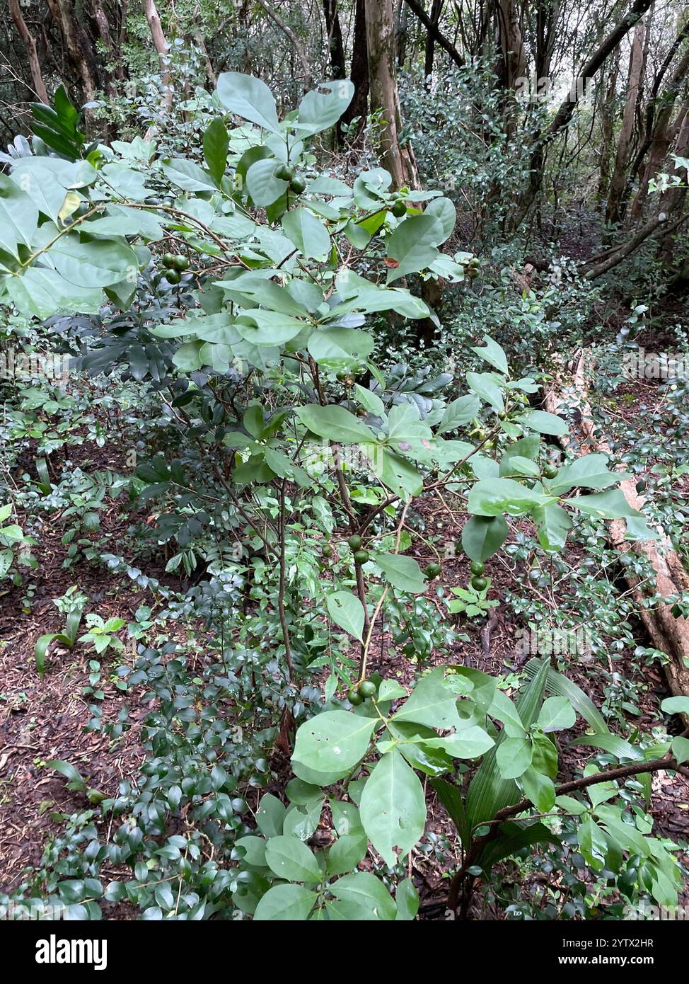 southern raintree (Brunfelsia australis Stock Photo - Alamy