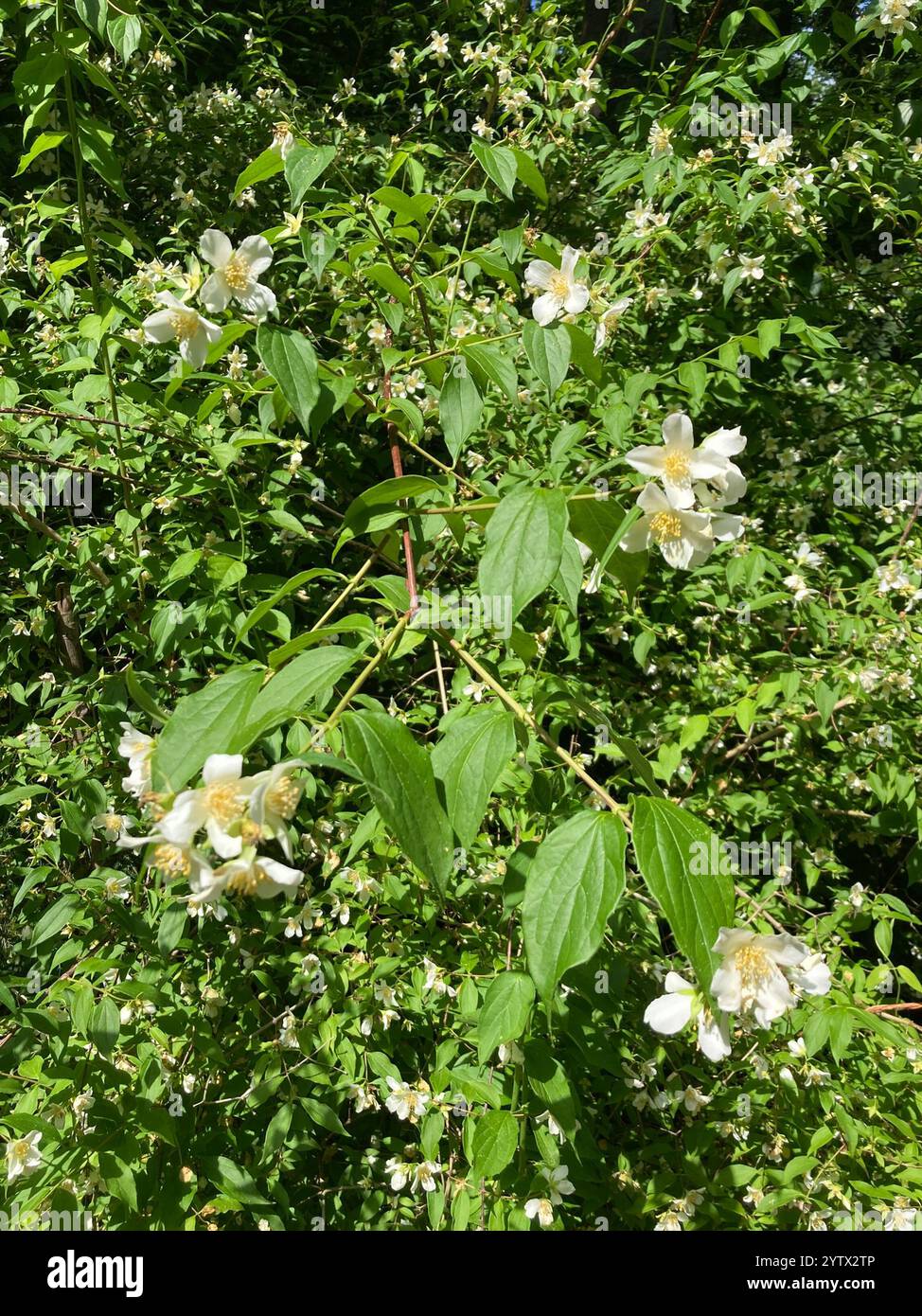 Scentless Mock Orange (Philadelphus inodorus Stock Photo - Alamy