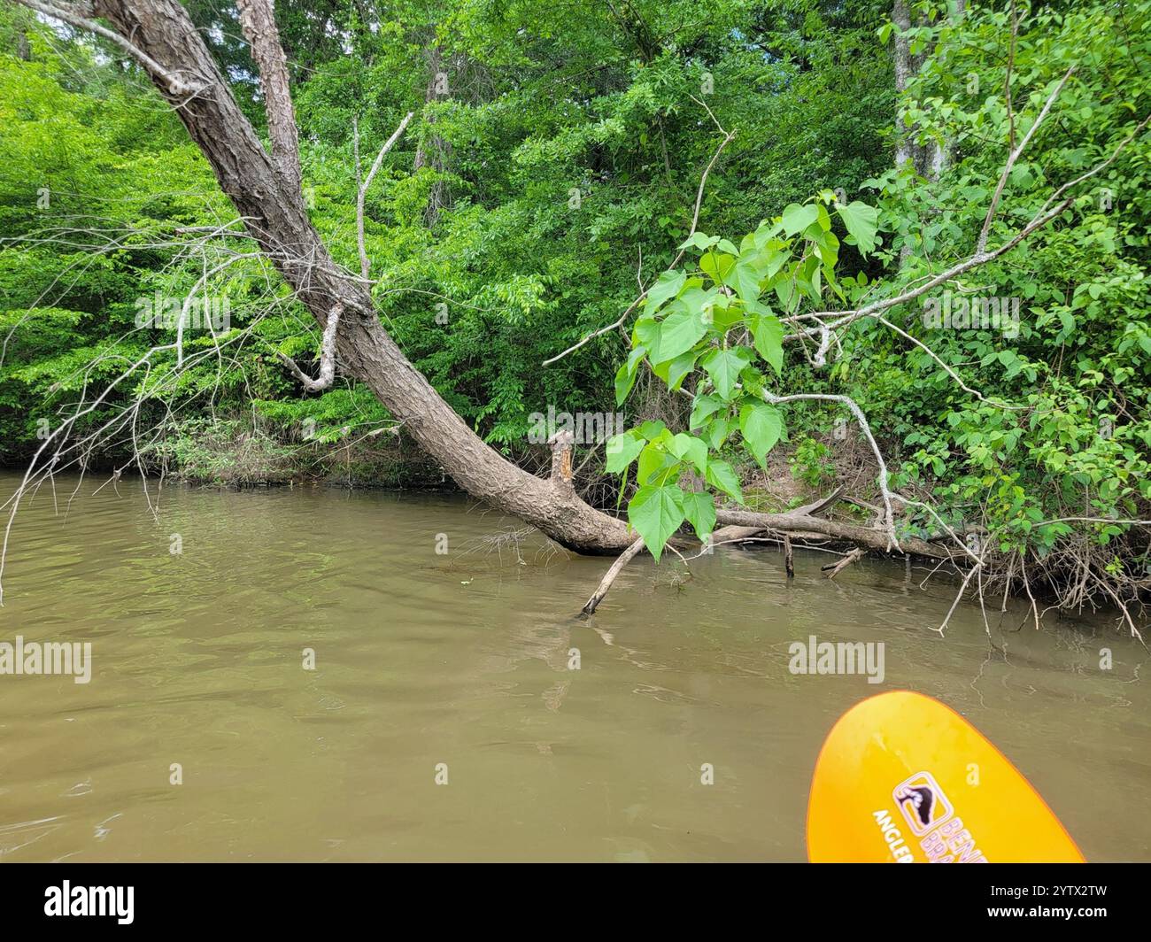 Alligator Snapping Turtle (Macrochelys temminckii Stock Photo - Alamy