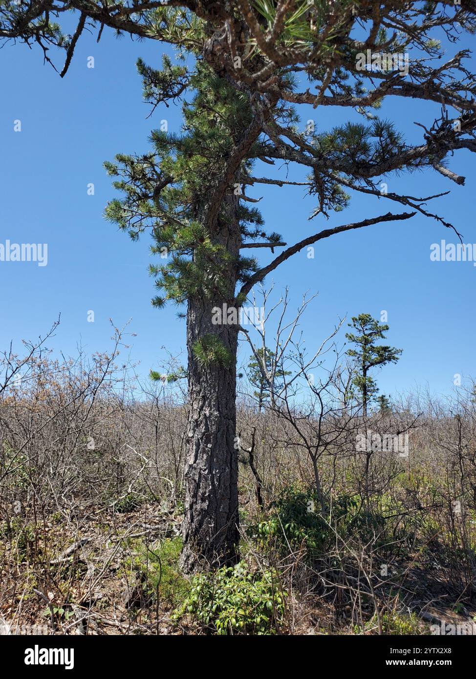 pitch pine (Pinus rigida Stock Photo - Alamy