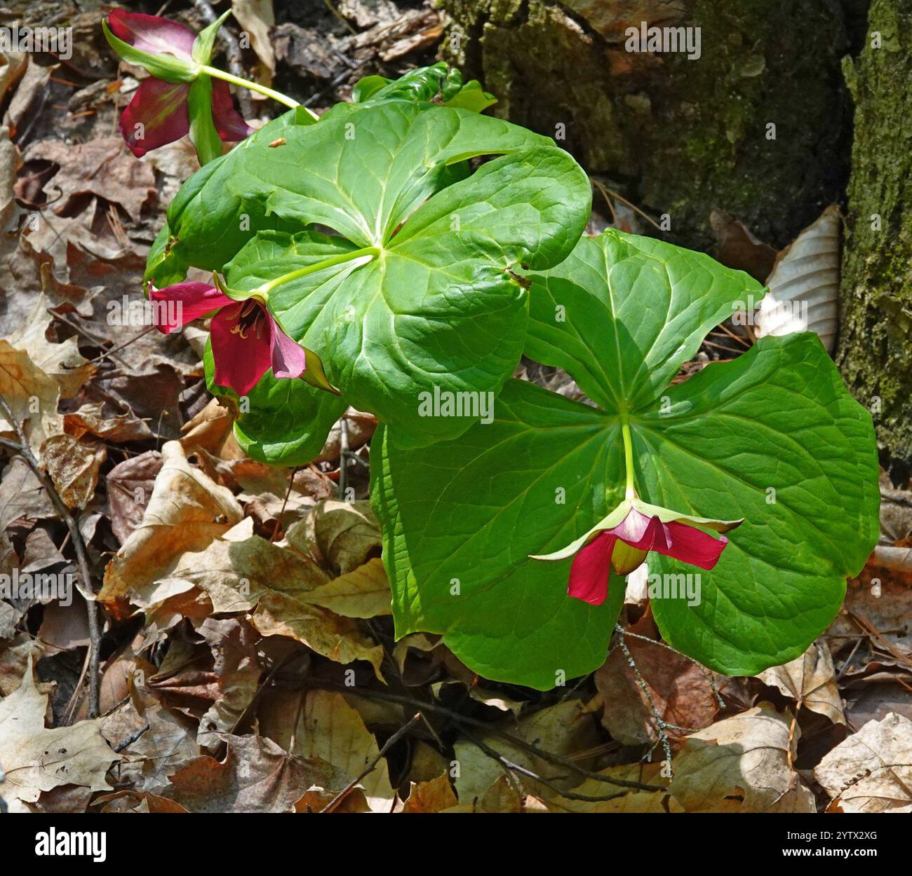 red trillium (Trillium erectum Stock Photo - Alamy