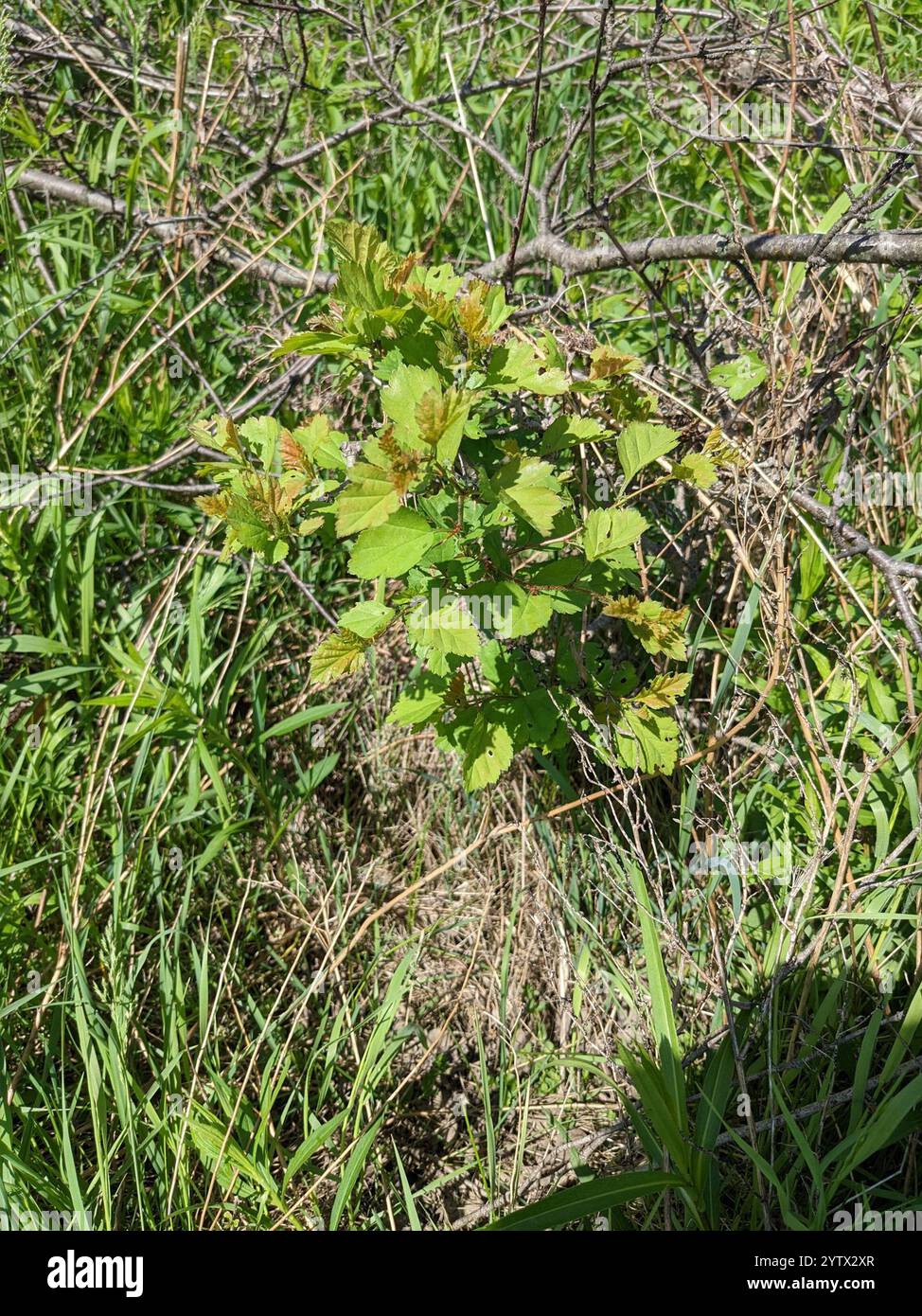 common ninebark (Physocarpus opulifolius Stock Photo - Alamy