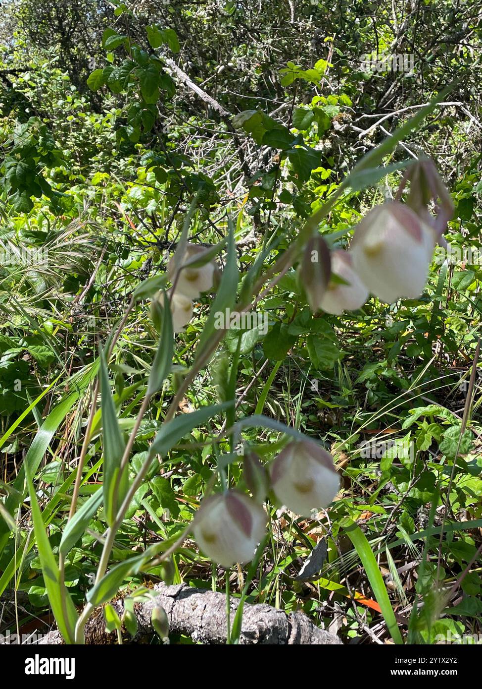 White Globe Lily (Calochortus albus Stock Photo - Alamy