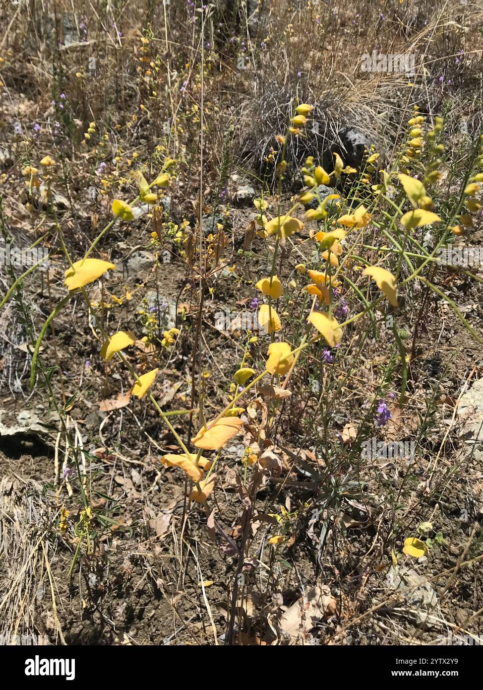 Mount Burdell Jewelflower (Streptanthus anomalus Stock Photo - Alamy