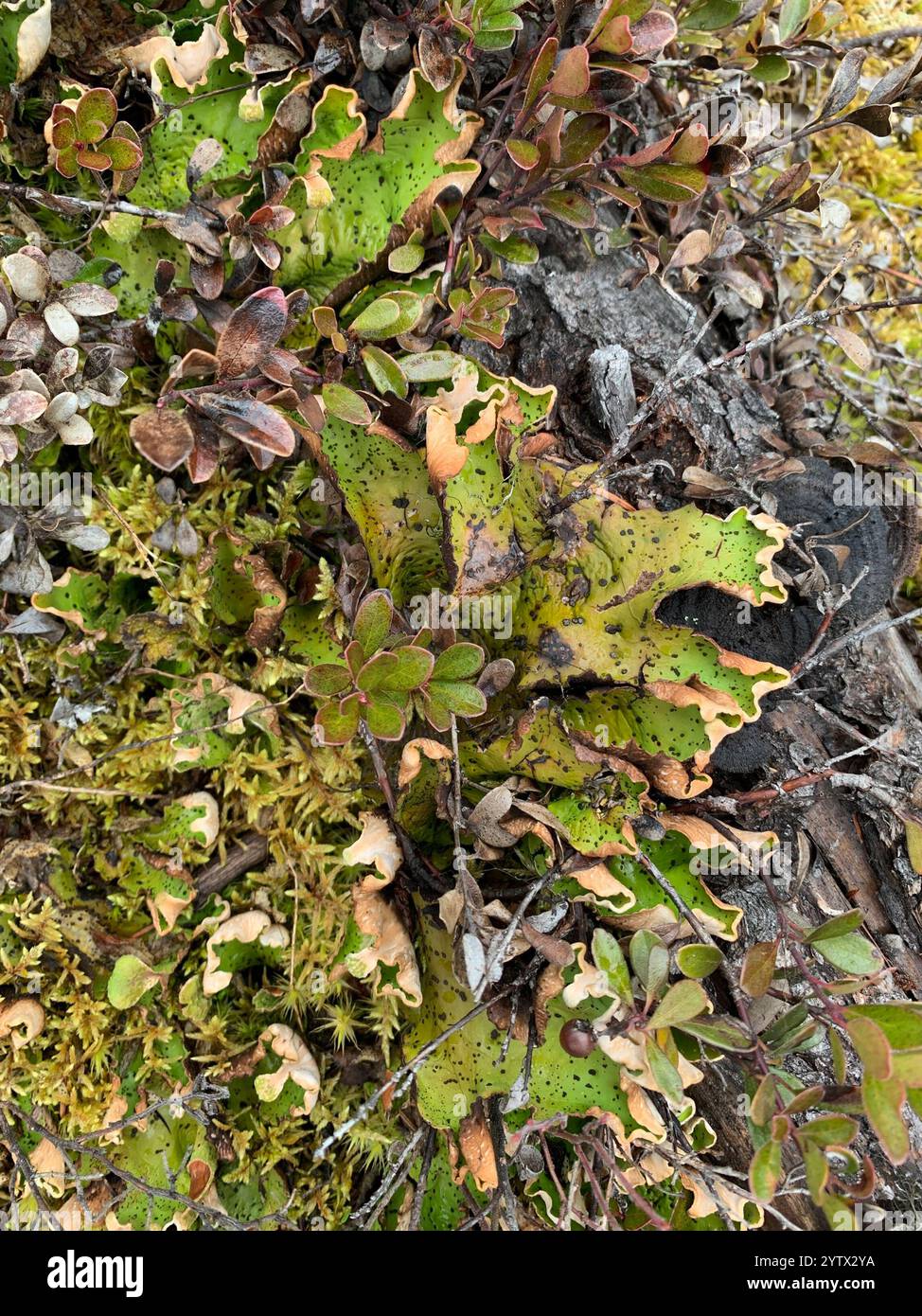 freckled pelt lichen (Peltigera aphthosa Stock Photo - Alamy