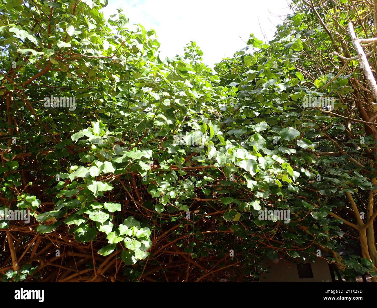 sea hibiscus (Hibiscus tiliaceus Stock Photo - Alamy