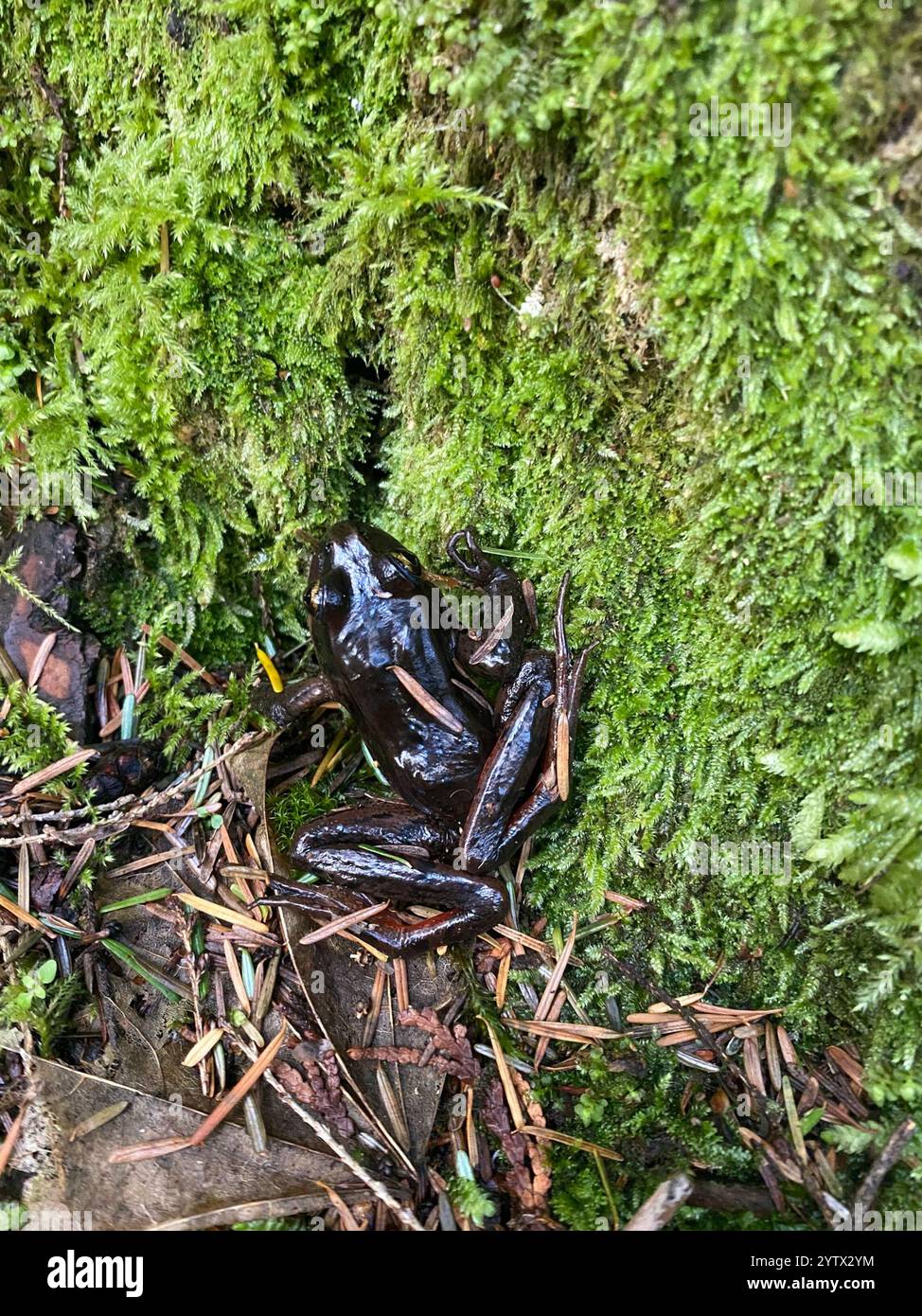 Northern Red-legged Frog (Rana aurora Stock Photo - Alamy