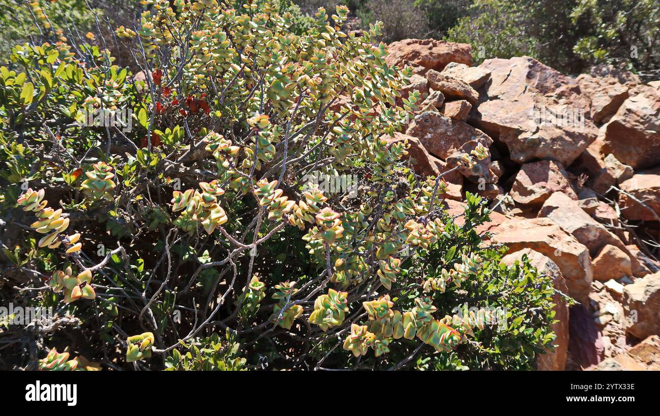 Kebab Bush (Crassula rupestris Stock Photo - Alamy