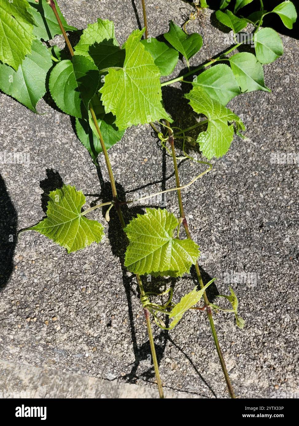 frost grape (Vitis vulpina Stock Photo - Alamy