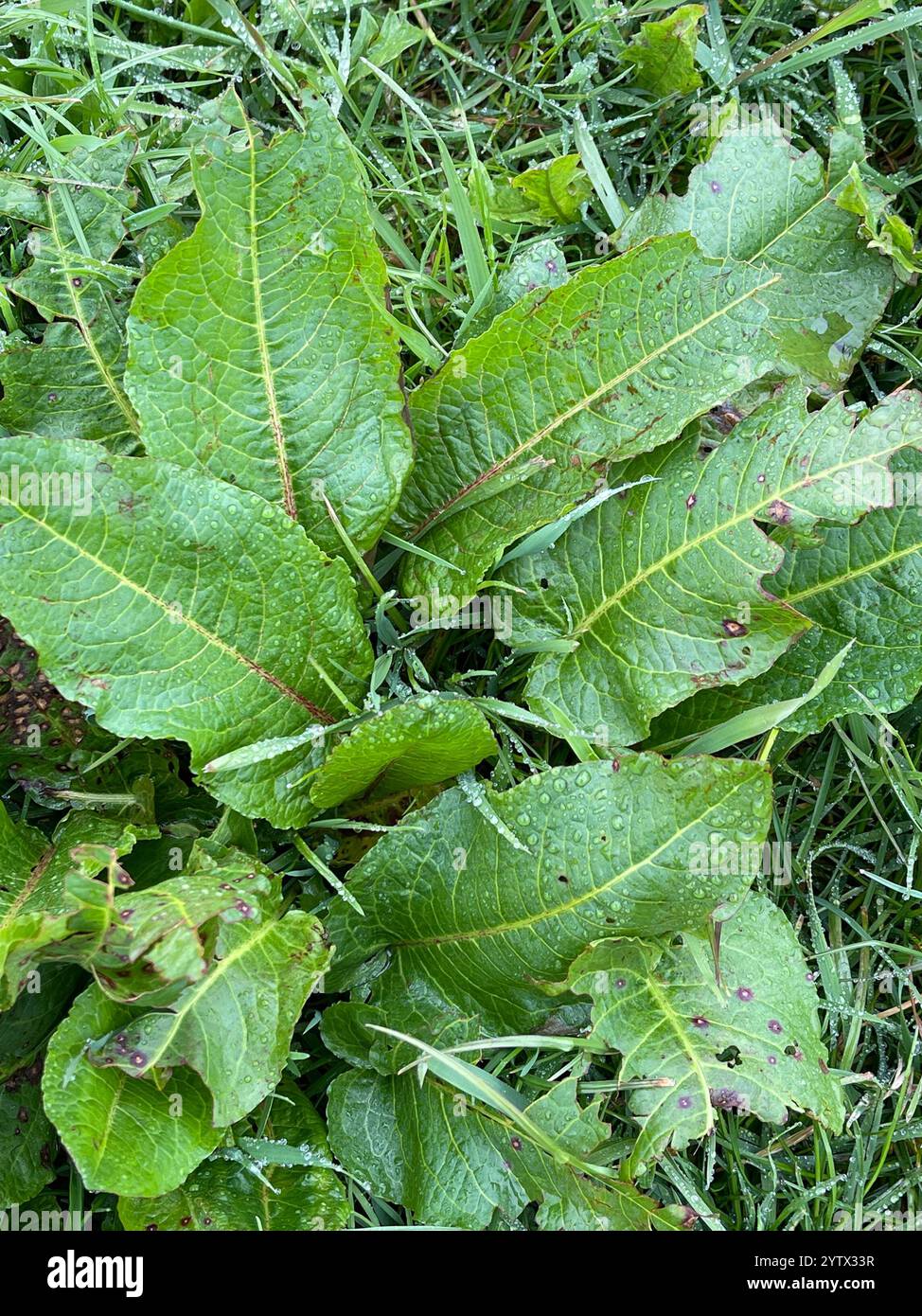 broad-leaved dock (Rumex obtusifolius Stock Photo - Alamy