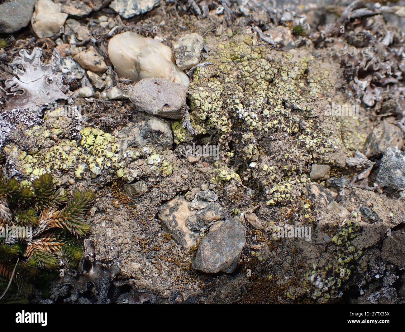 Soil Paint Lichen (Acarospora schleicheri Stock Photo - Alamy