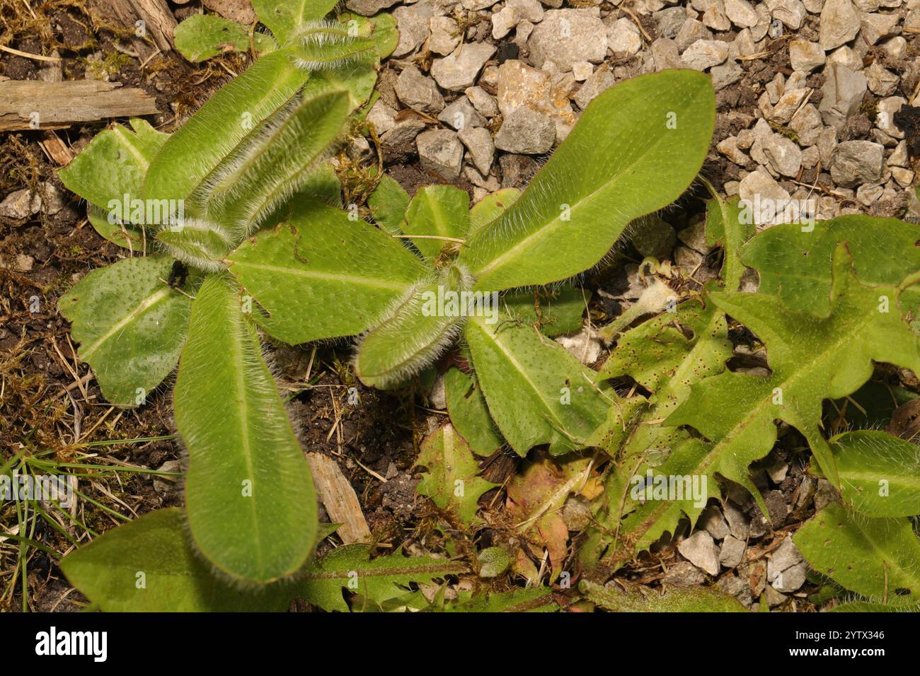 Common Cat's-ear (Hypochaeris radicata Stock Photo - Alamy