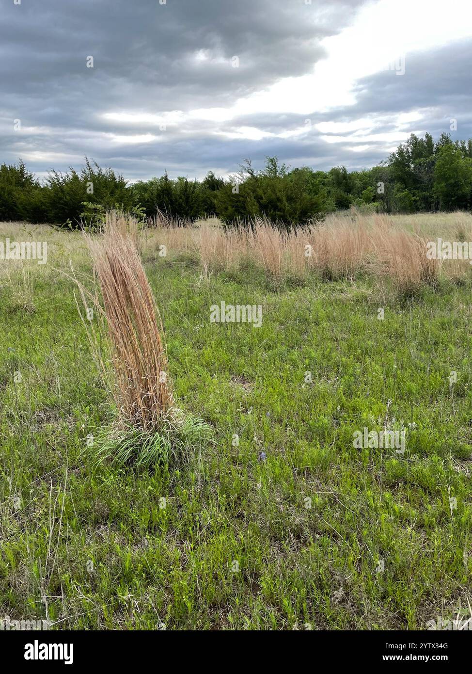 little bluestem (Schizachyrium scoparium Stock Photo - Alamy