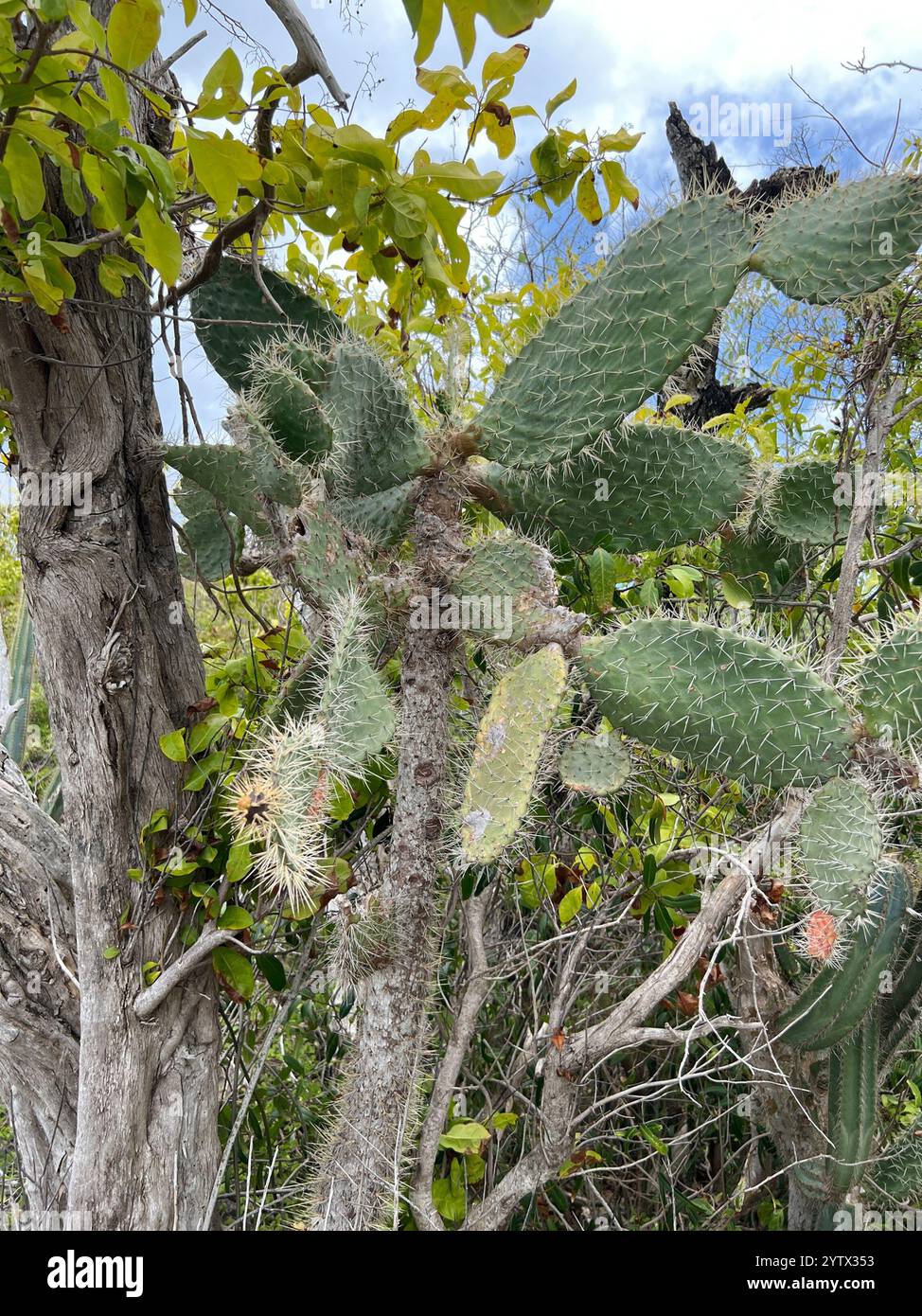 Consolea hi-res stock photography and images - Alamy