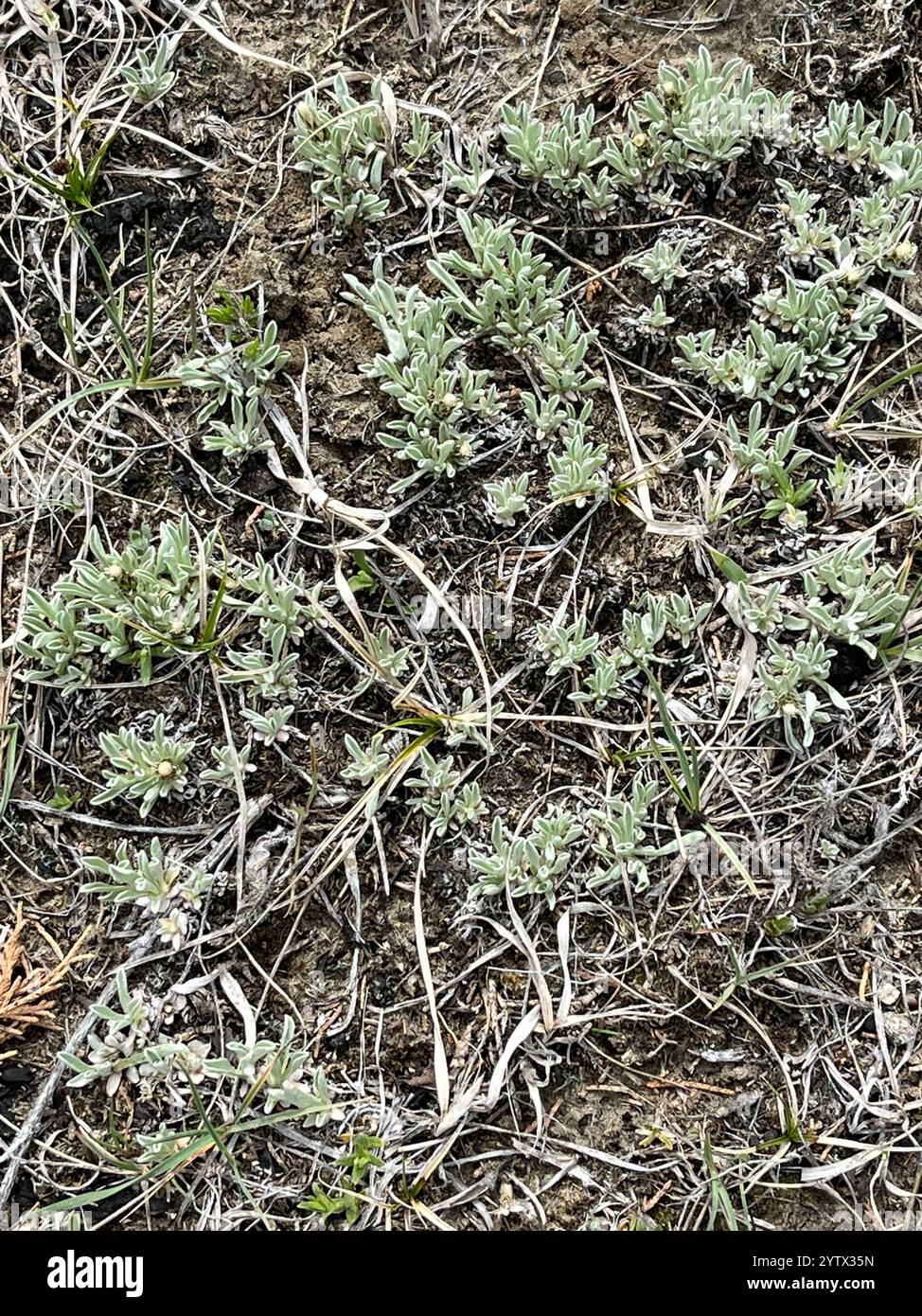 Low Pussytoes (Antennaria dimorpha Stock Photo - Alamy