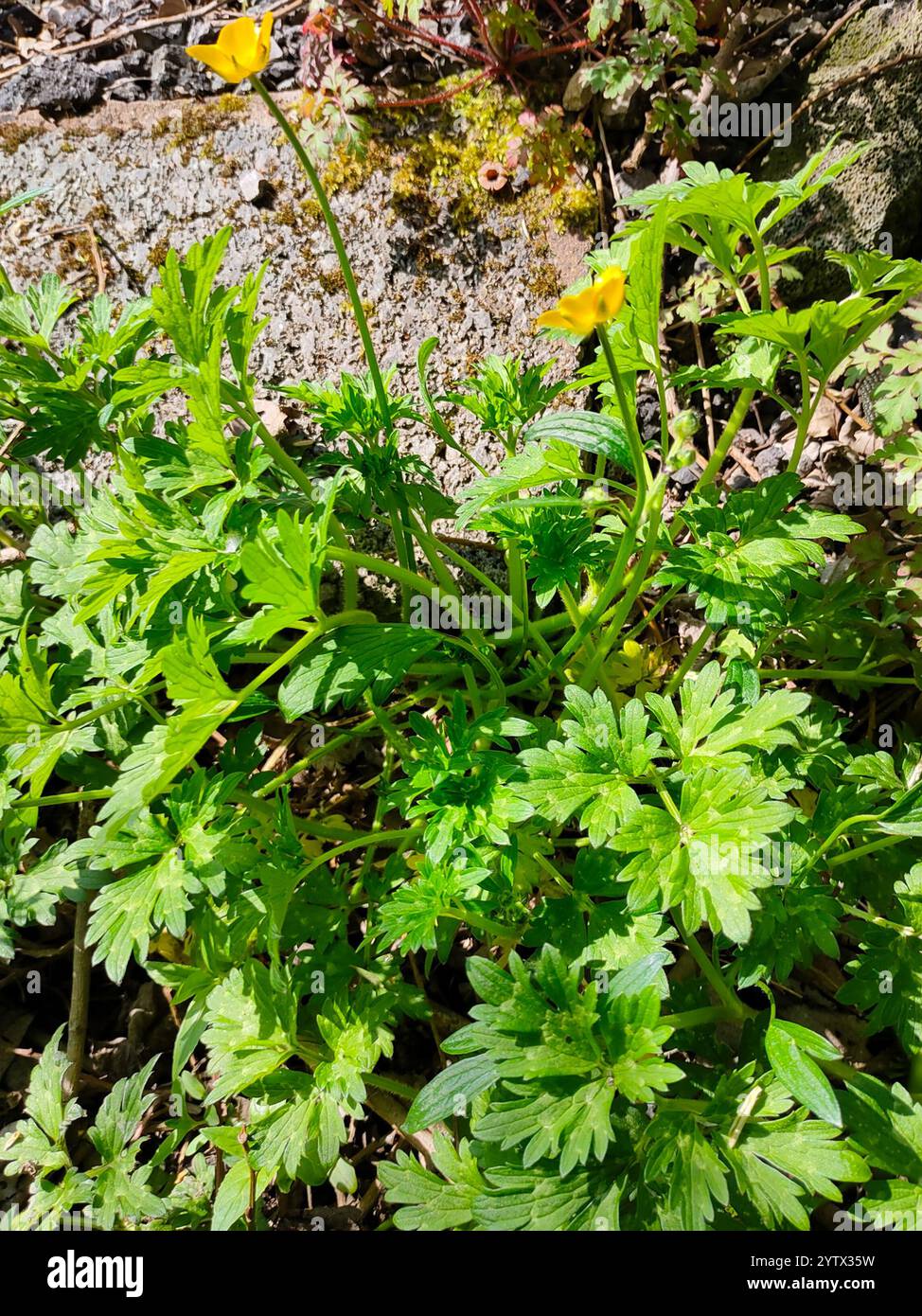 Creeping buttercup (Ranunculus repens Stock Photo - Alamy