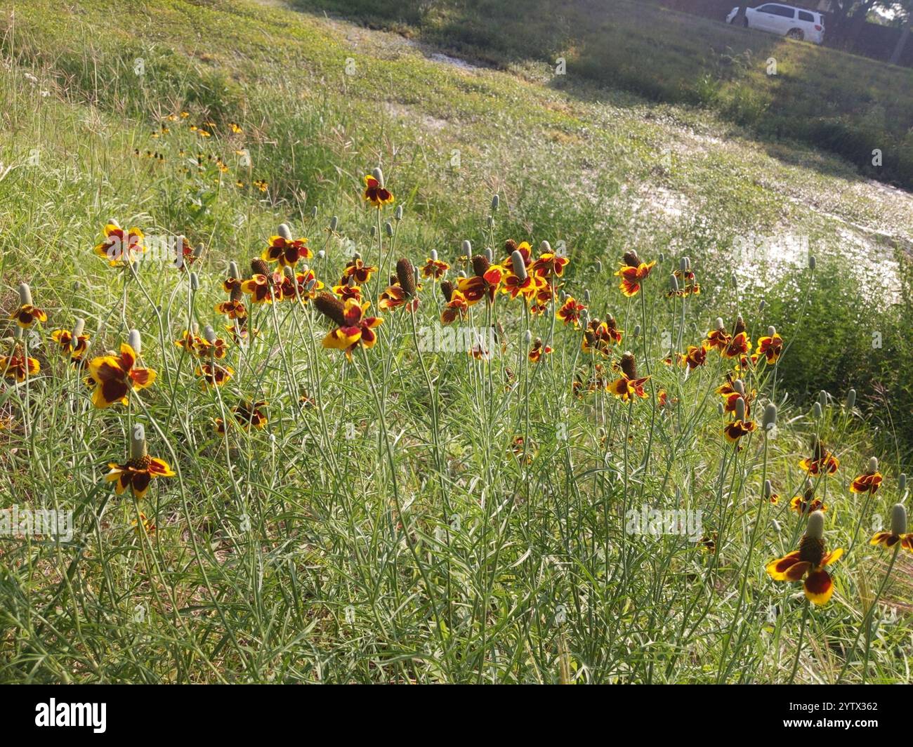 upright prairie coneflower (Ratibida columnifera Stock Photo - Alamy