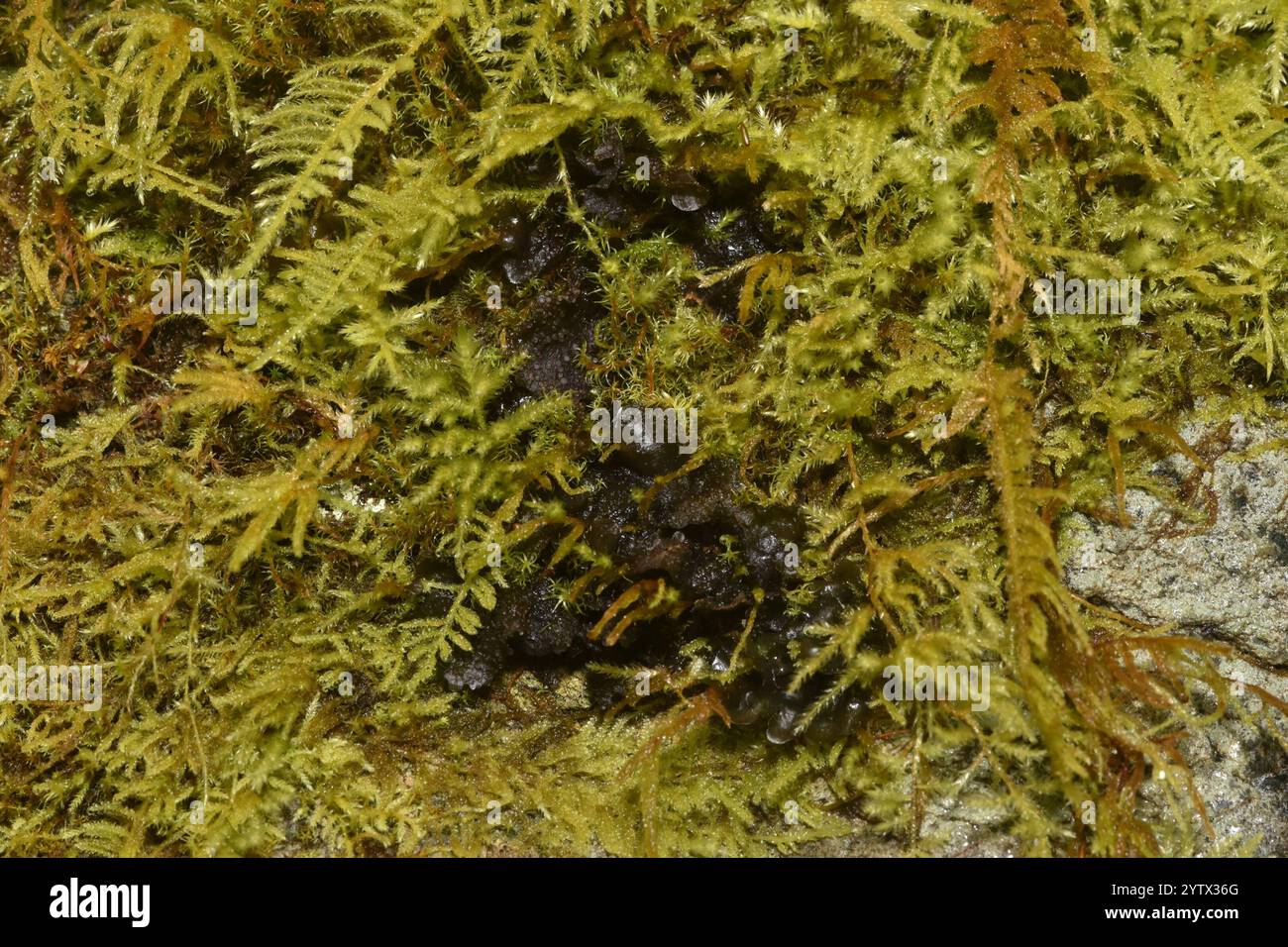 Batwing Vinyl Lichen (Scytinium platynum Stock Photo - Alamy