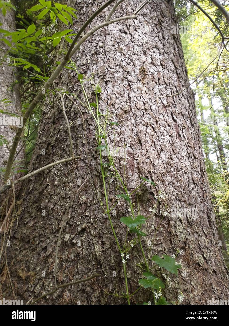 Coastal manroot hi-res stock photography and images - Alamy
